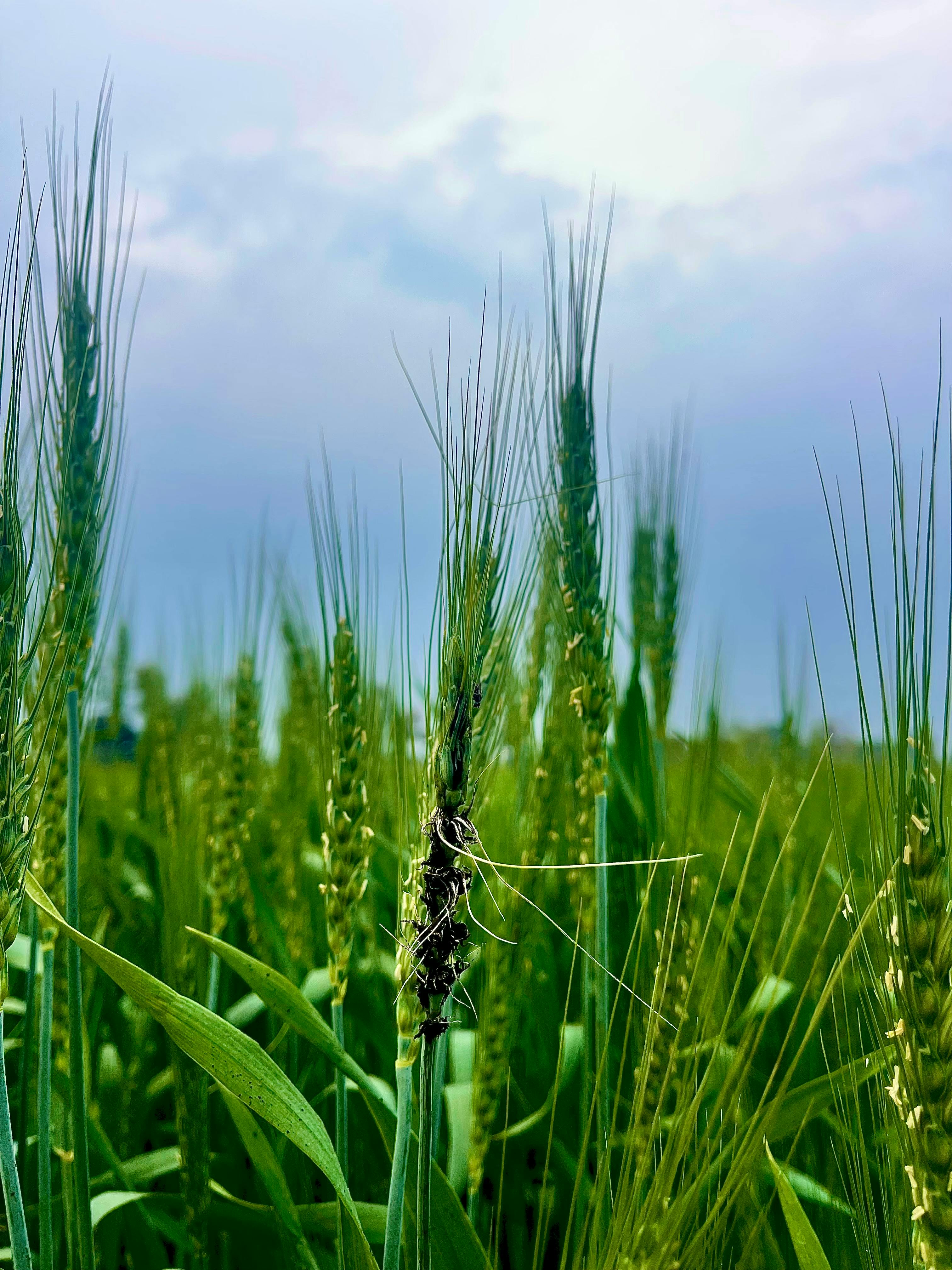 Nature 74 Photos & Videos Collected by Kashif Shah