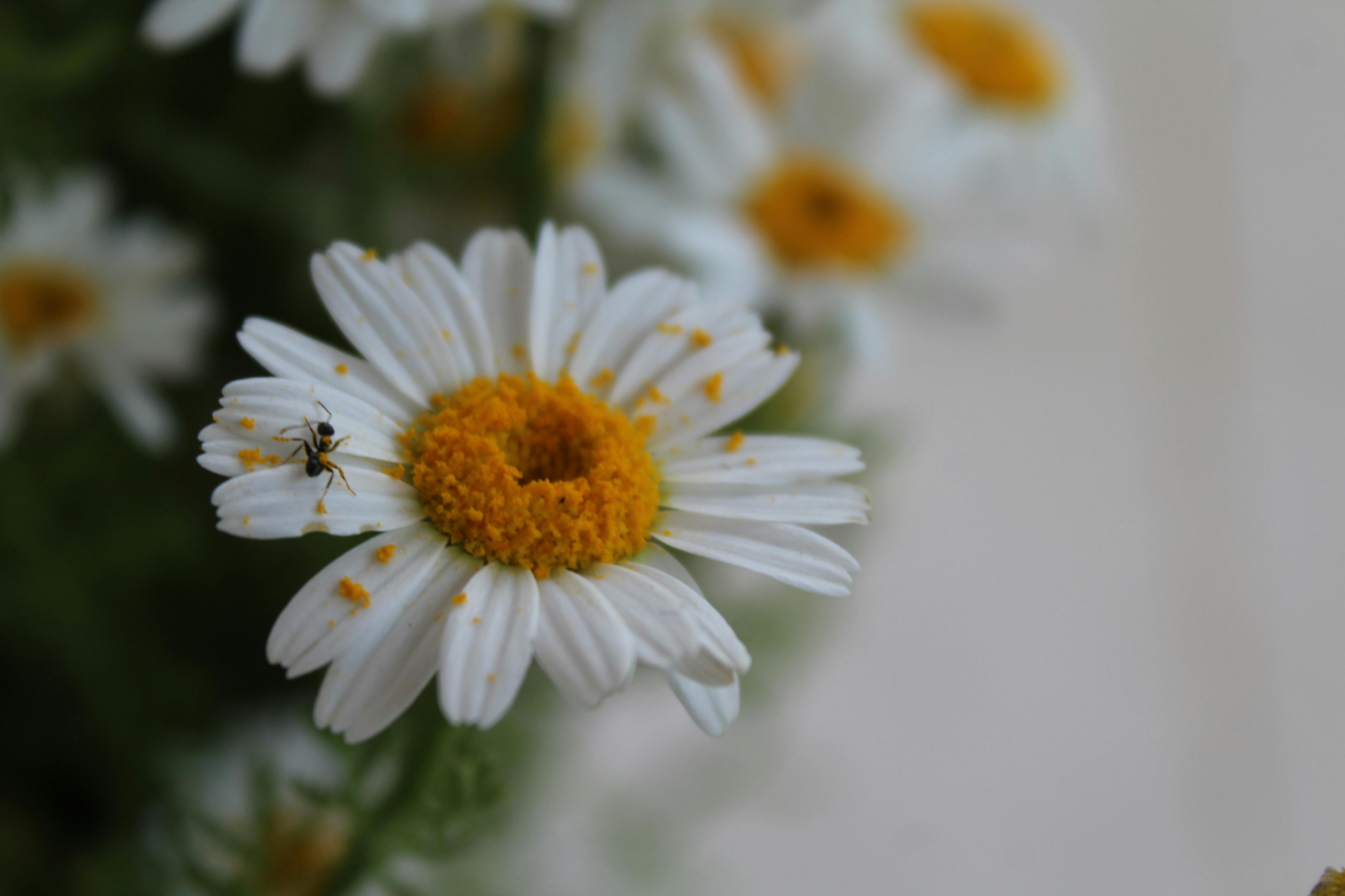 Close-up of a Daisy · Free Stock Photo