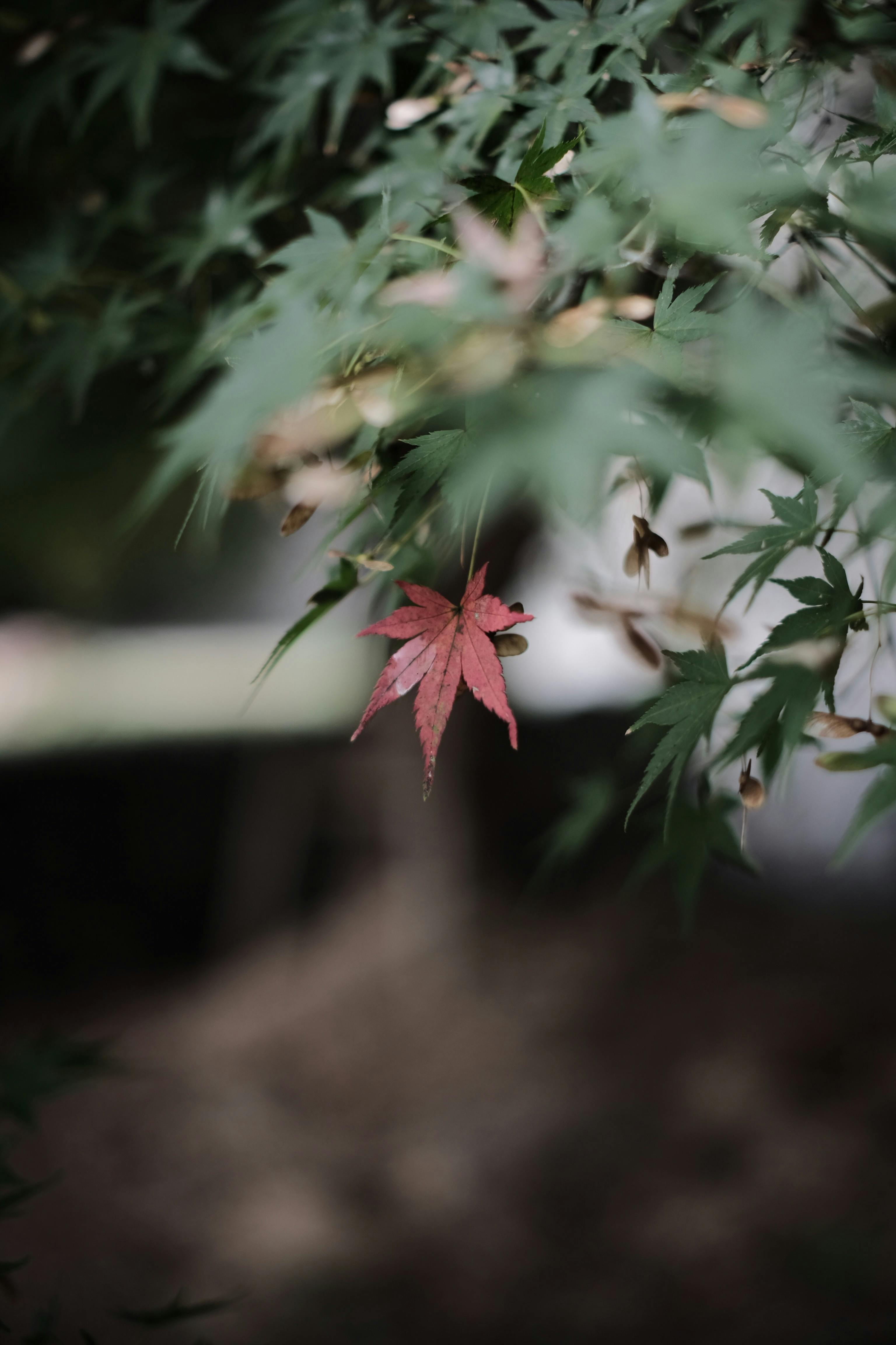Withering Leaves of a Japanese Maple Tree · Free Stock Photo