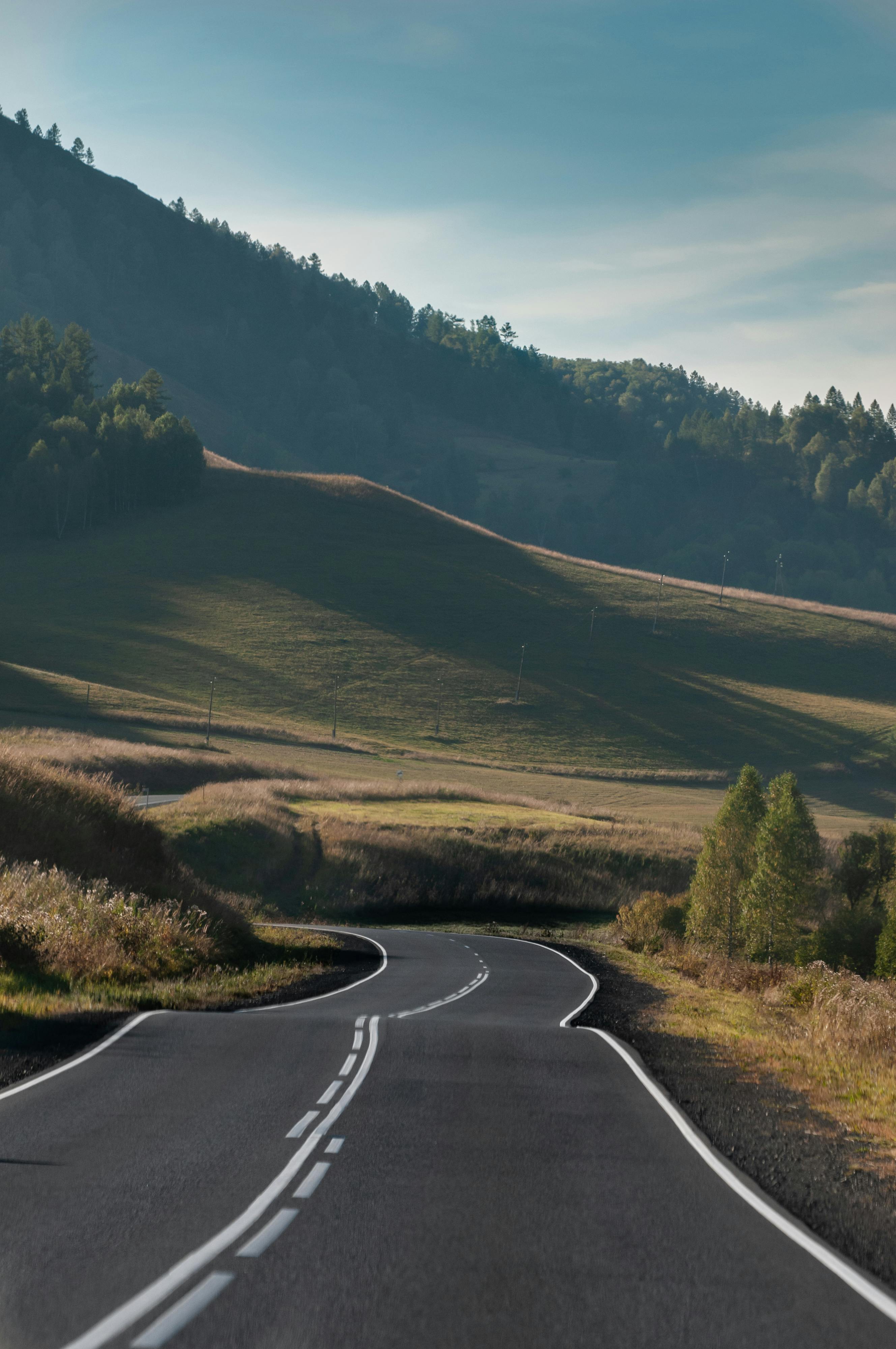 Trees By The Road · Free Stock Photo