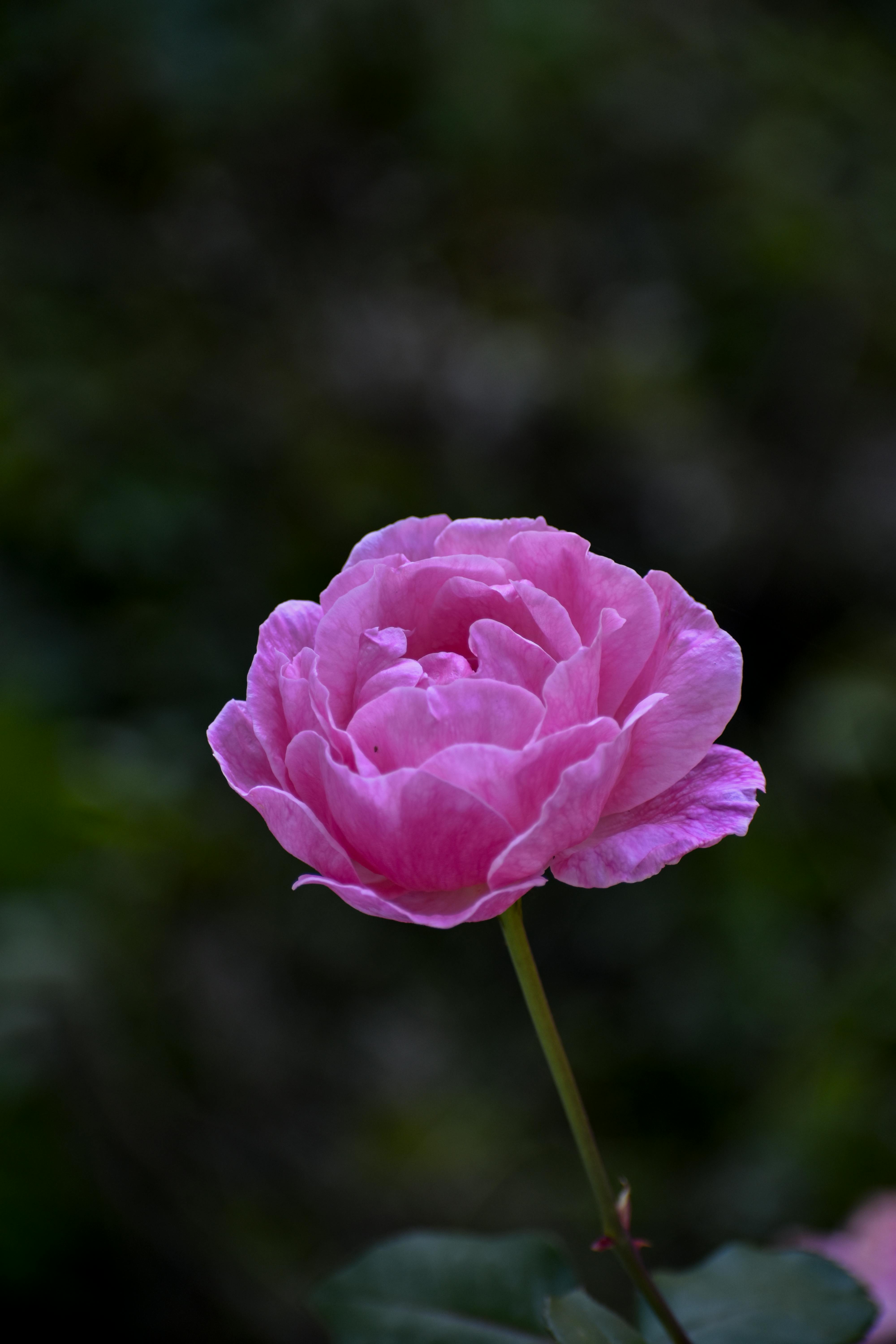 Close-Up Shot of a Pink Rosemary · Free Stock Photo