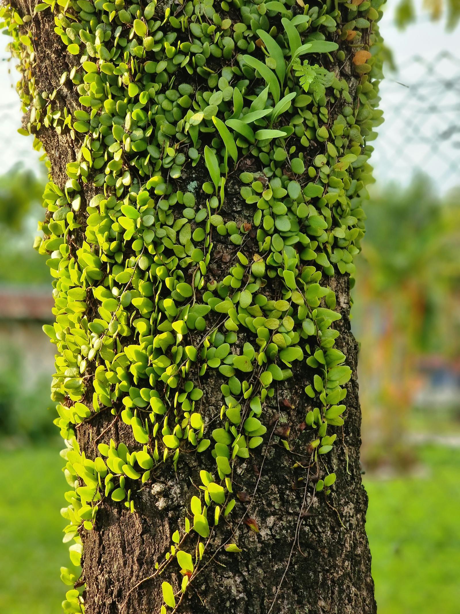 Pyrrosia Nummularifolia Photos, Download The BEST Free Pyrrosia ...