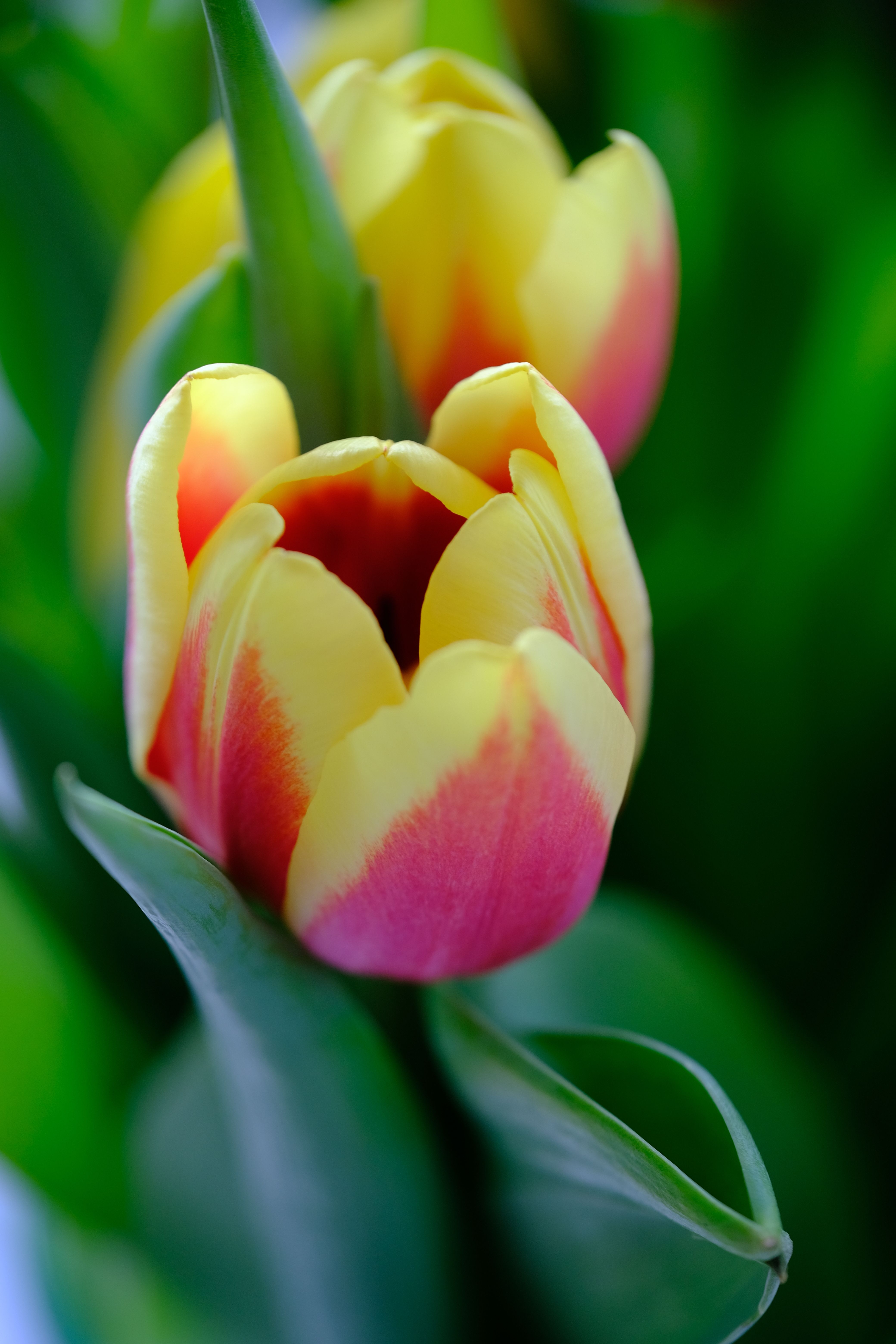 Red Tulip Flower On Book Page · Free Stock Photo