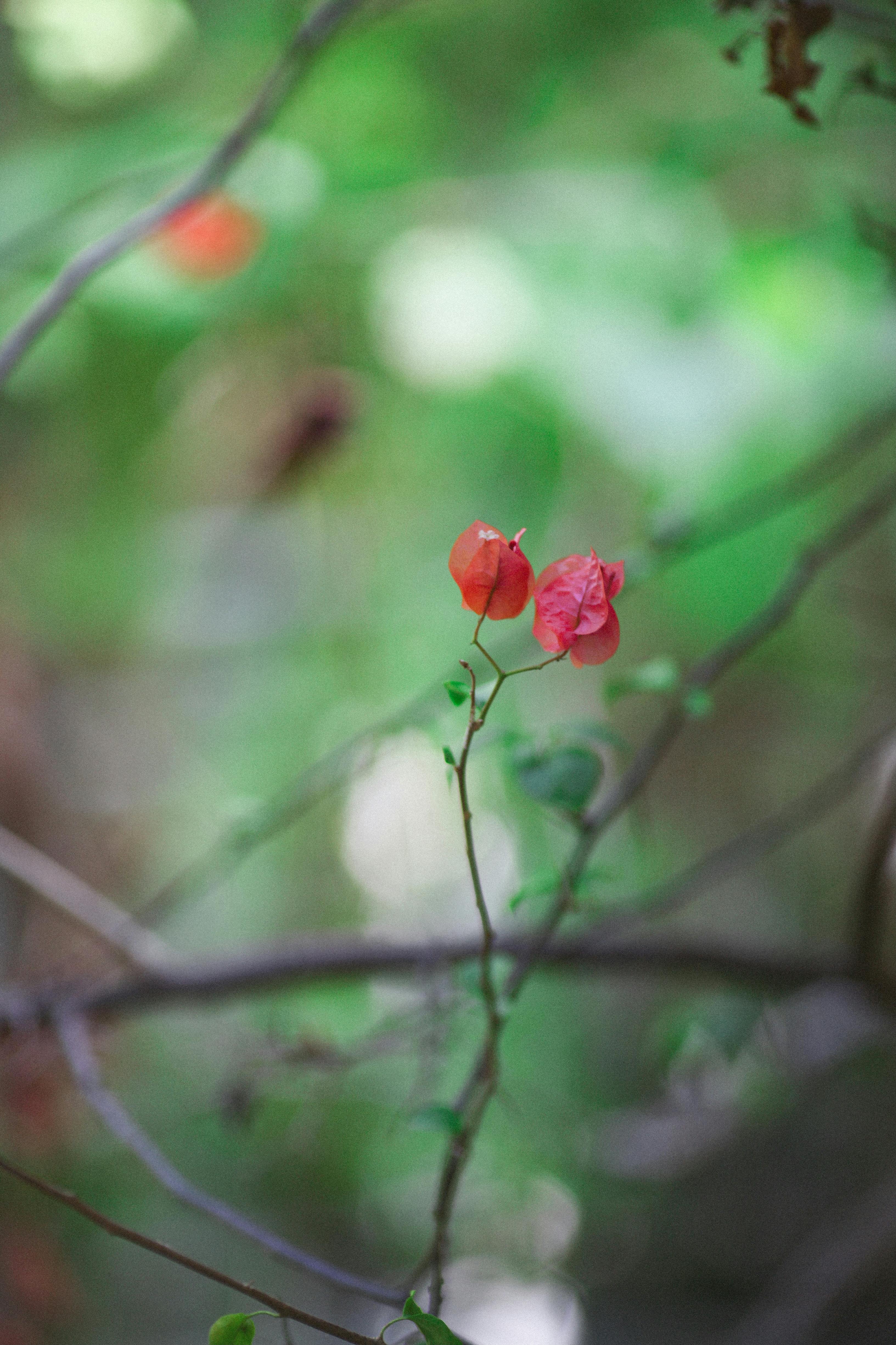 Close up of Sunlit Flowers · Free Stock Photo