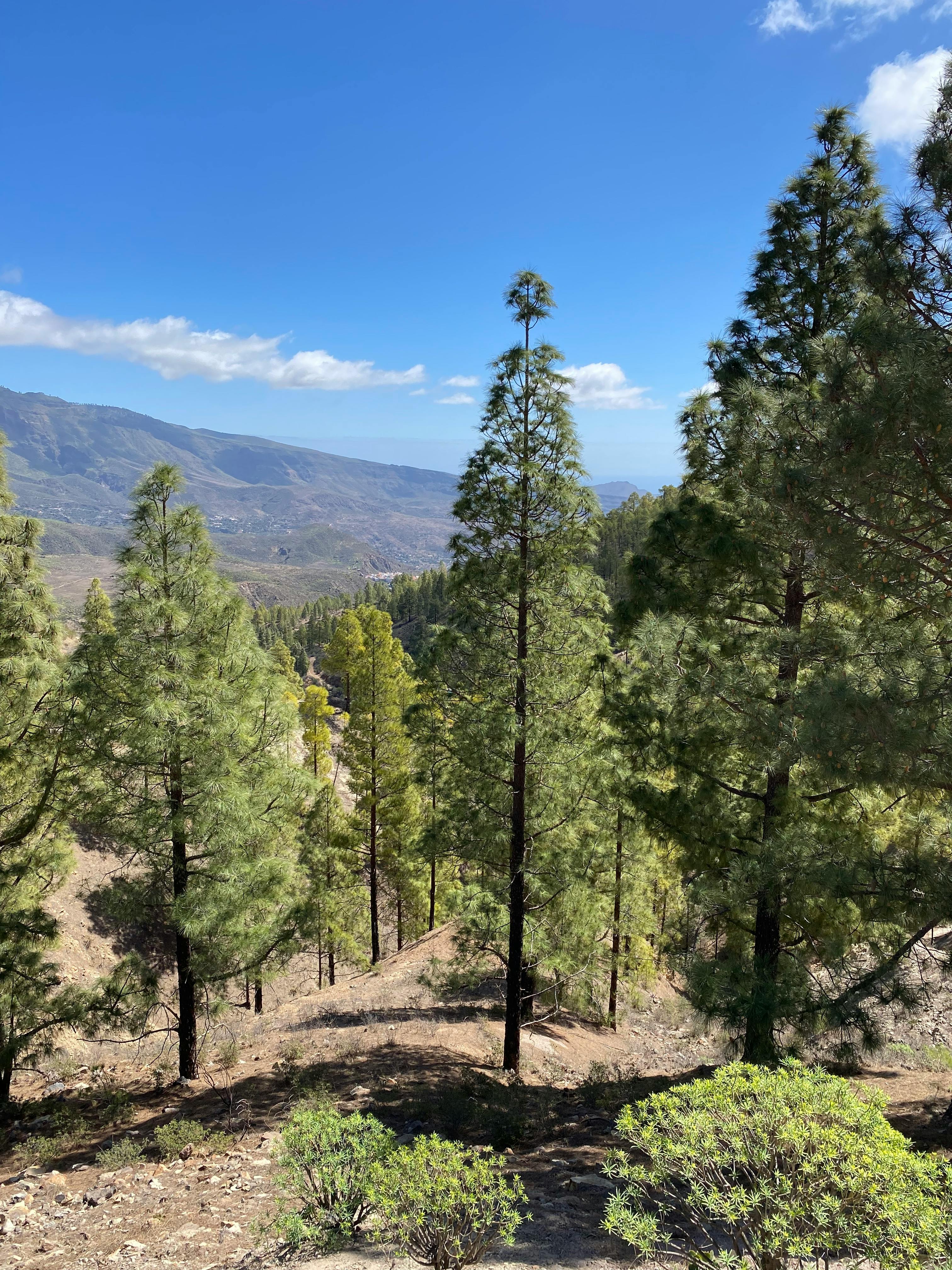 Blue Sky over Trees and Mountain · Free Stock Photo