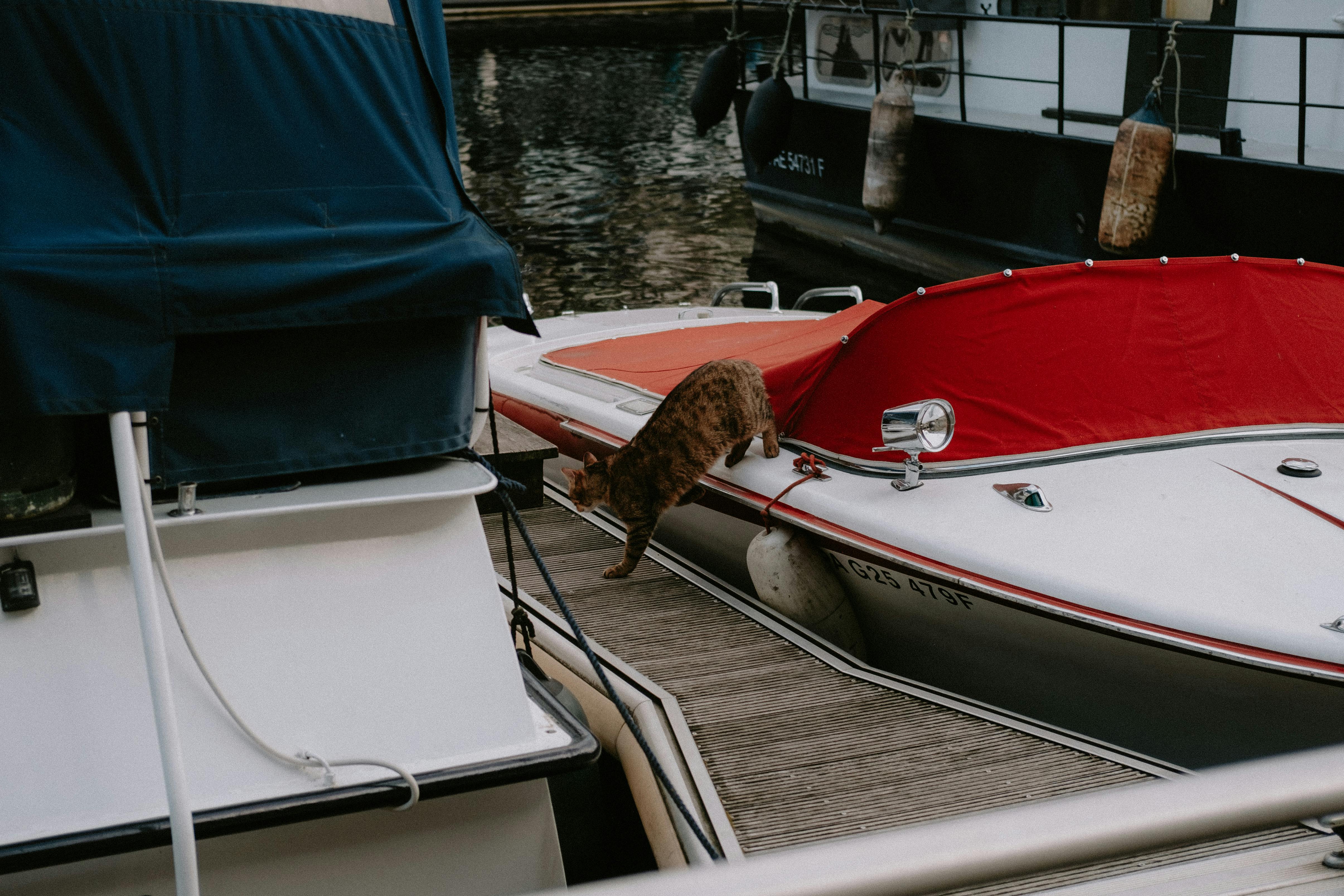 Dock Animal Photos, Download The BEST Free Dock Animal Stock Photos ...