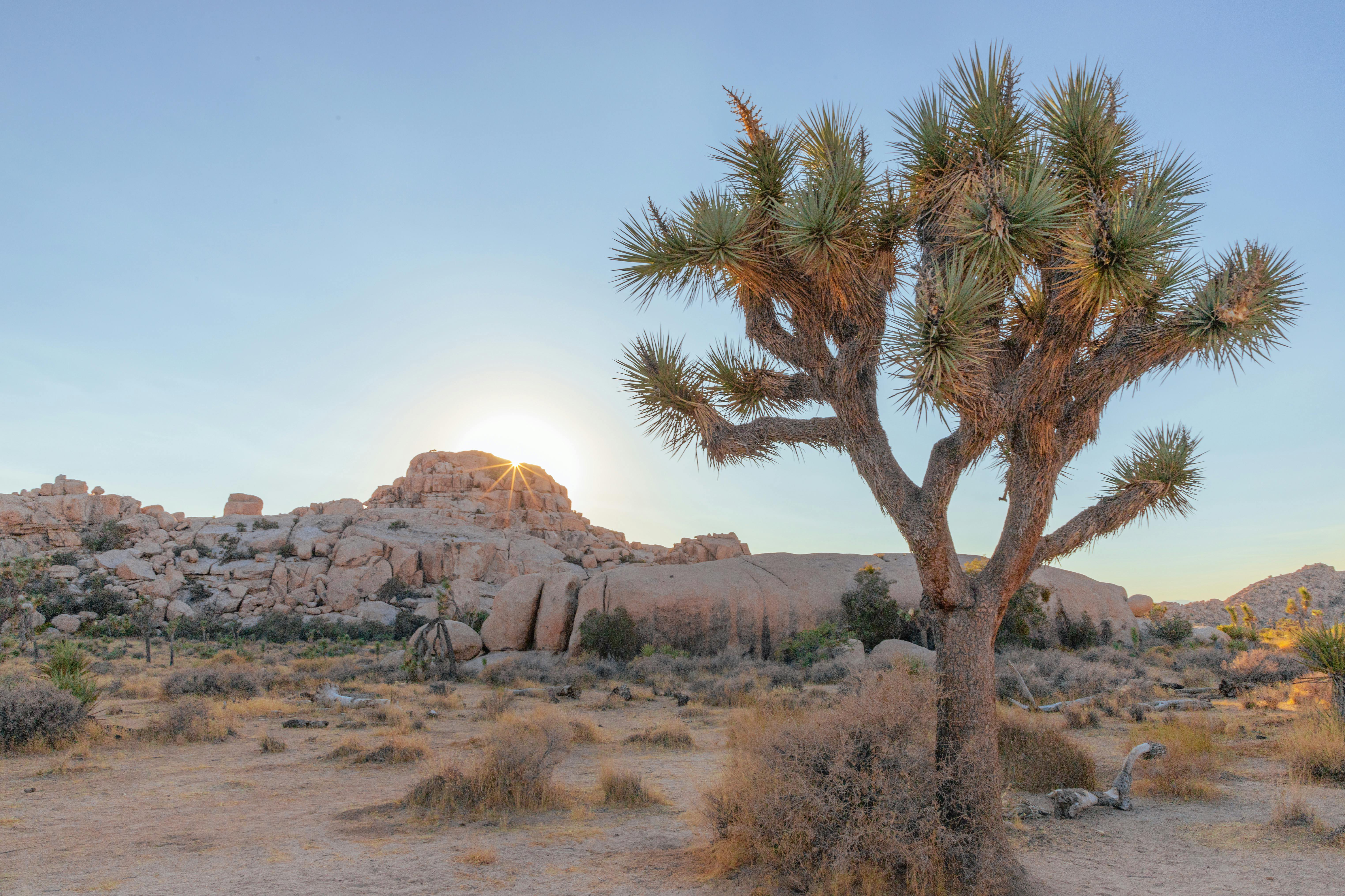 Tree on Desert · Free Stock Photo