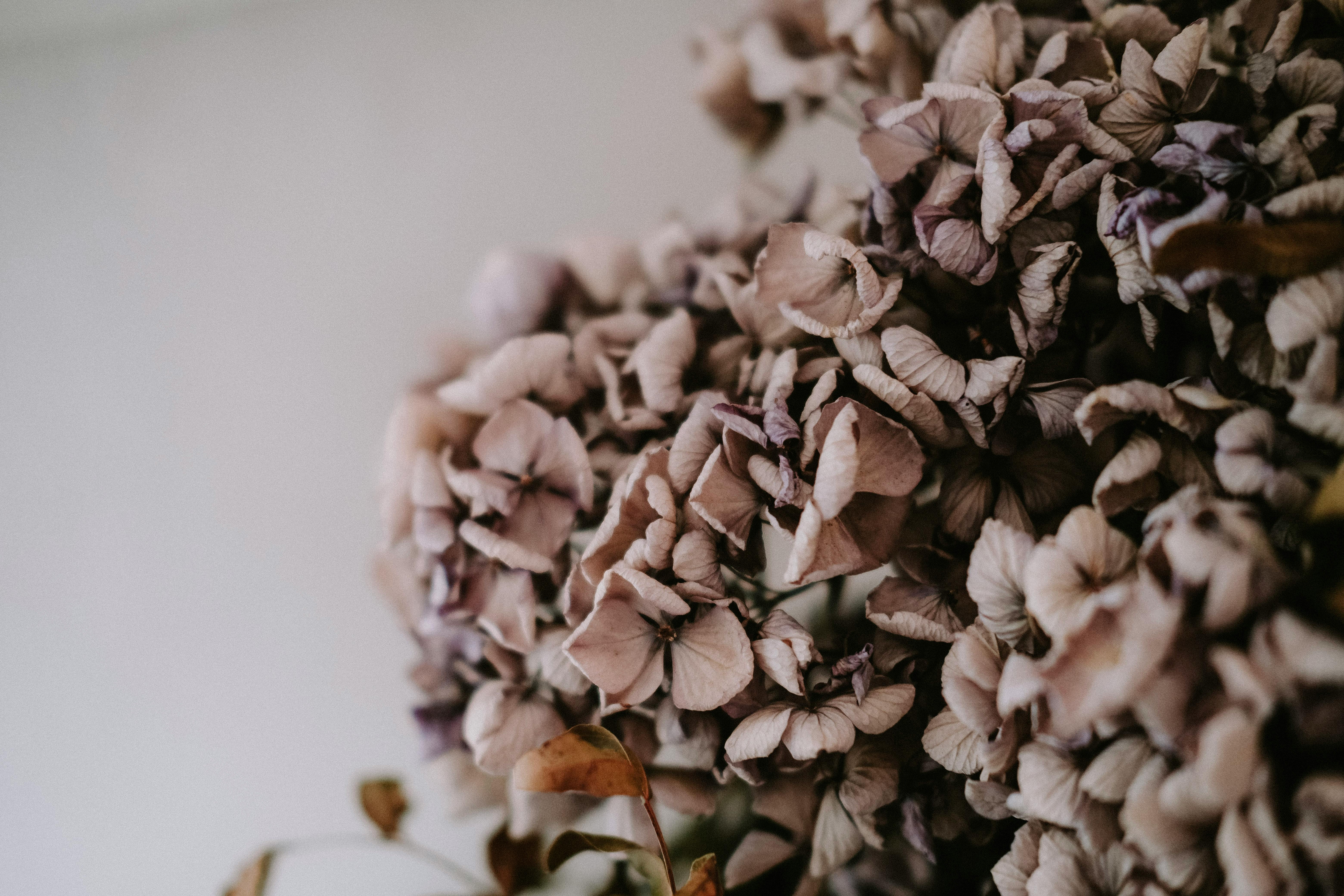 Close-up Photo of Withering Flowers · Free Stock Photo