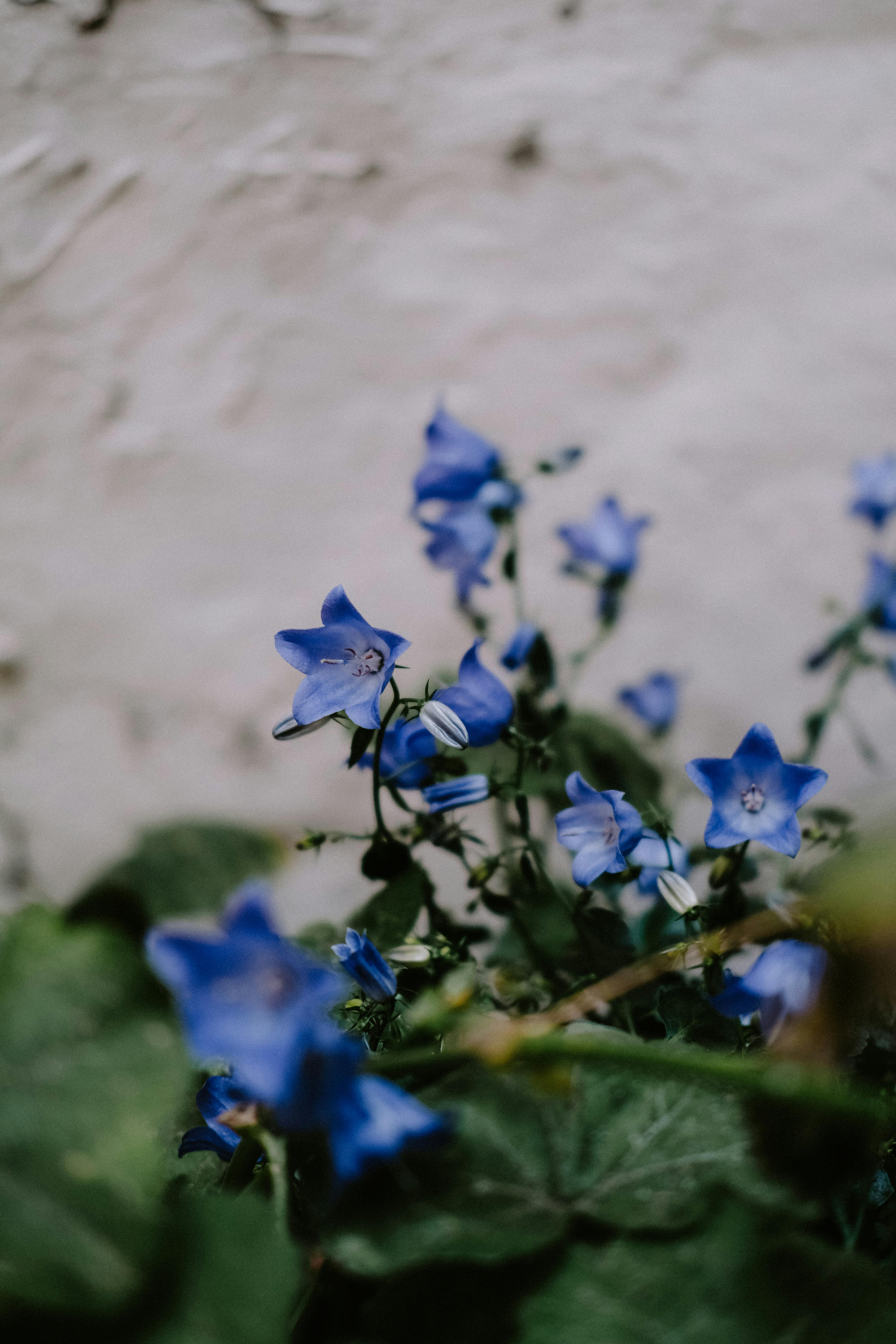 Blue Harebell Flowers in Close-up Photography · Free Stock Photo