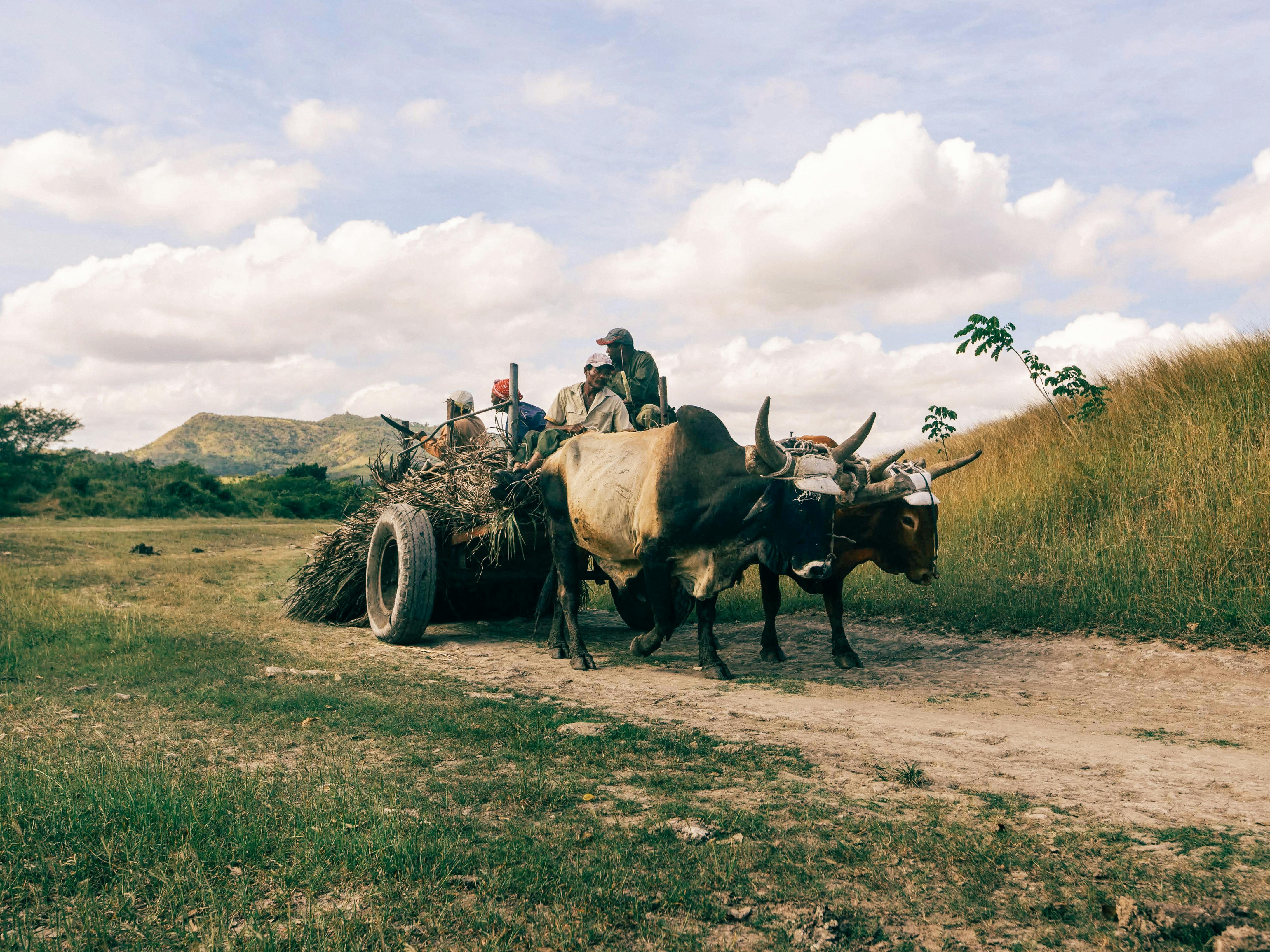 Working With Animals Photos, Download The BEST Free Working With ...