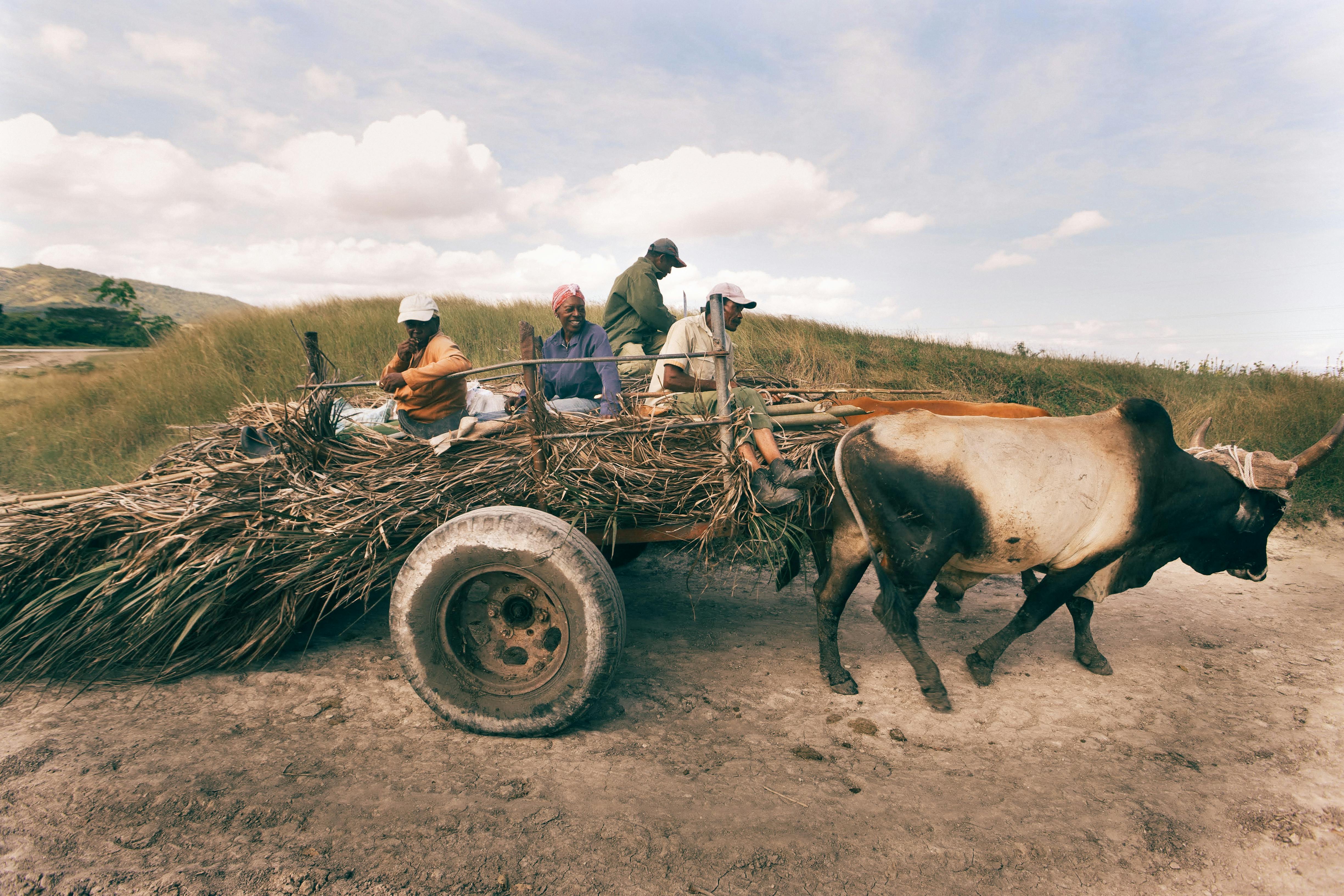 Photo of an Ox Pulling a Wagon · Free Stock Photo