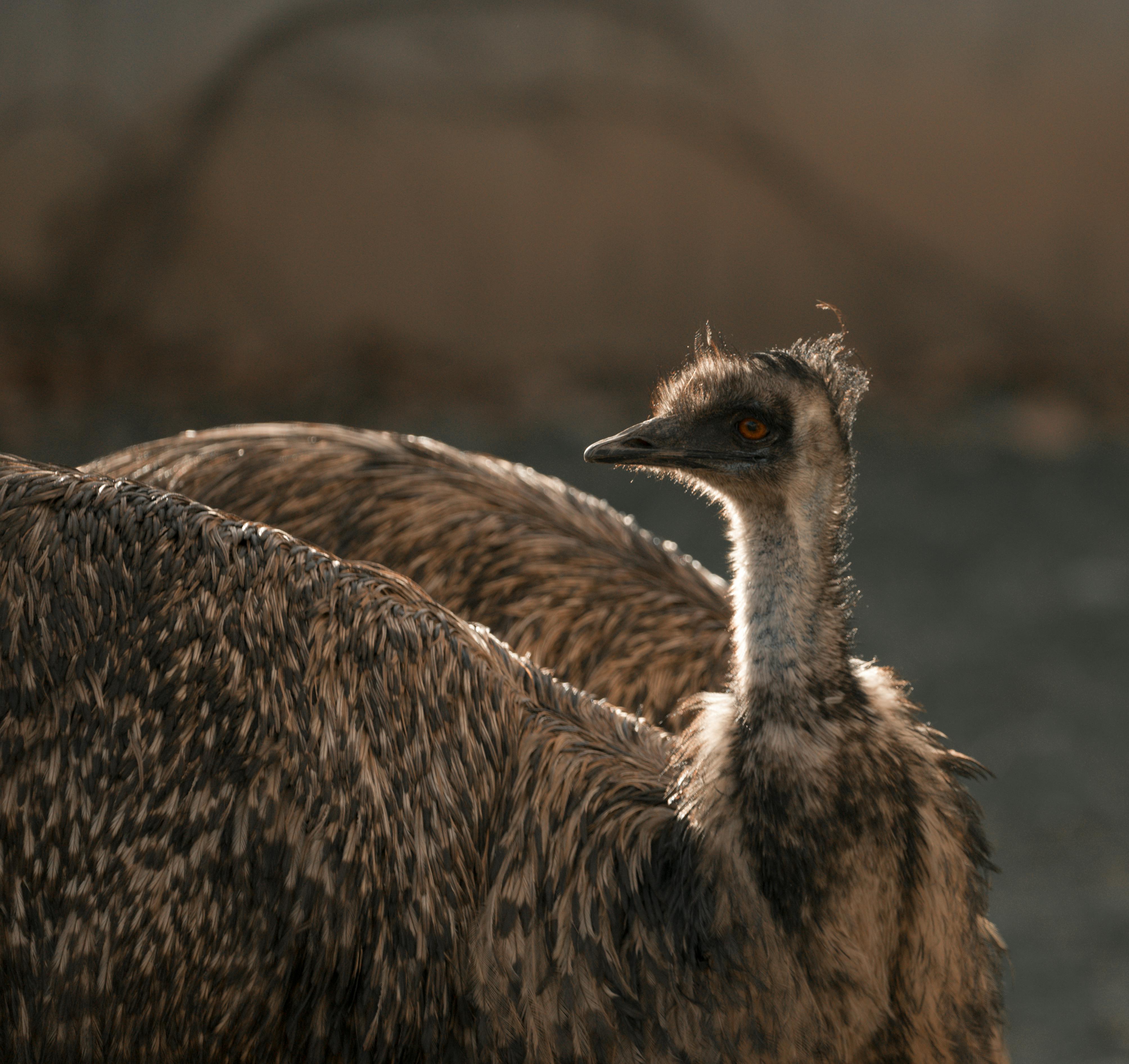 Photo of an Emu · Free Stock Photo