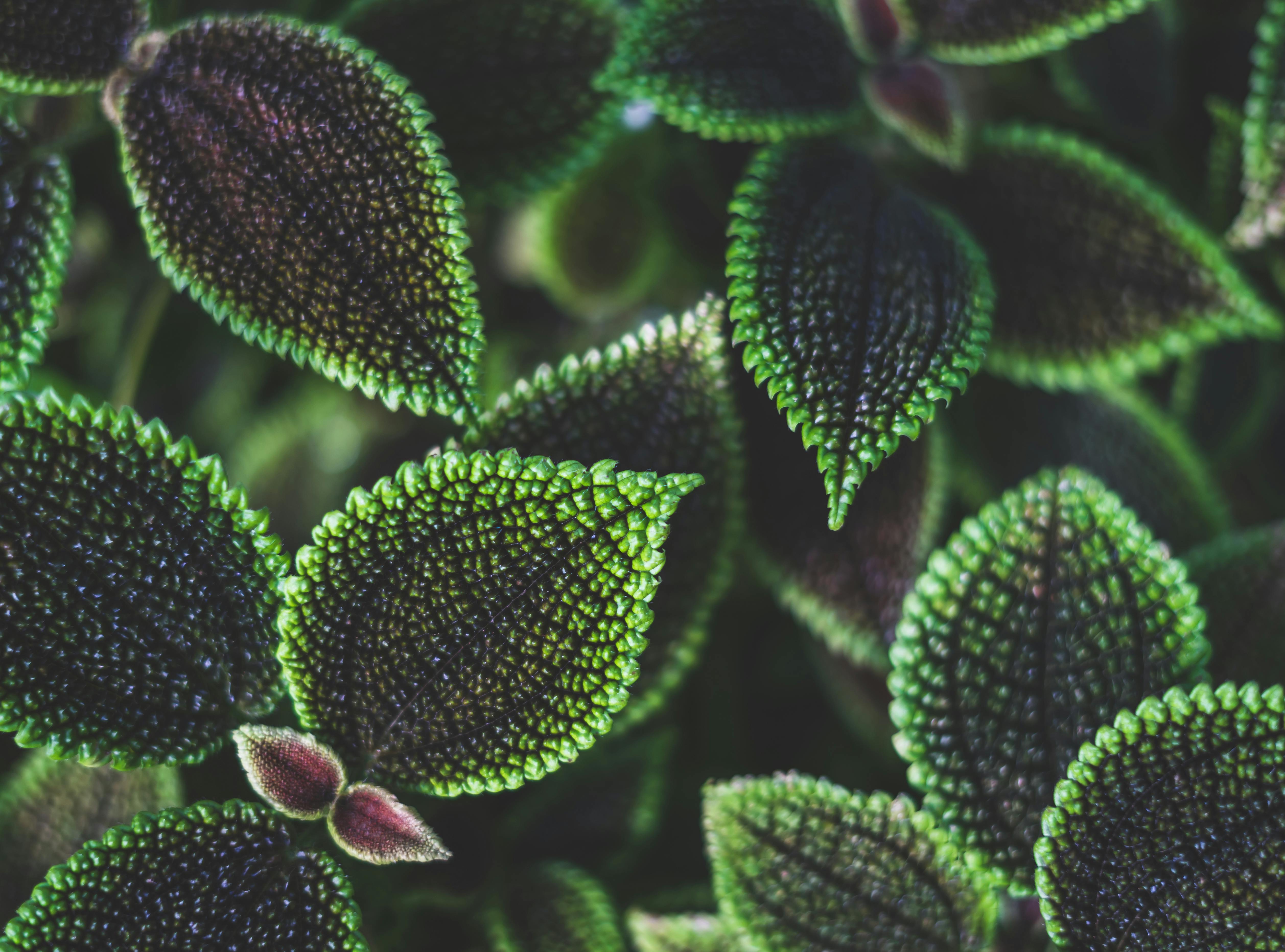 Hojas Verdes · Foto de stock gratuita