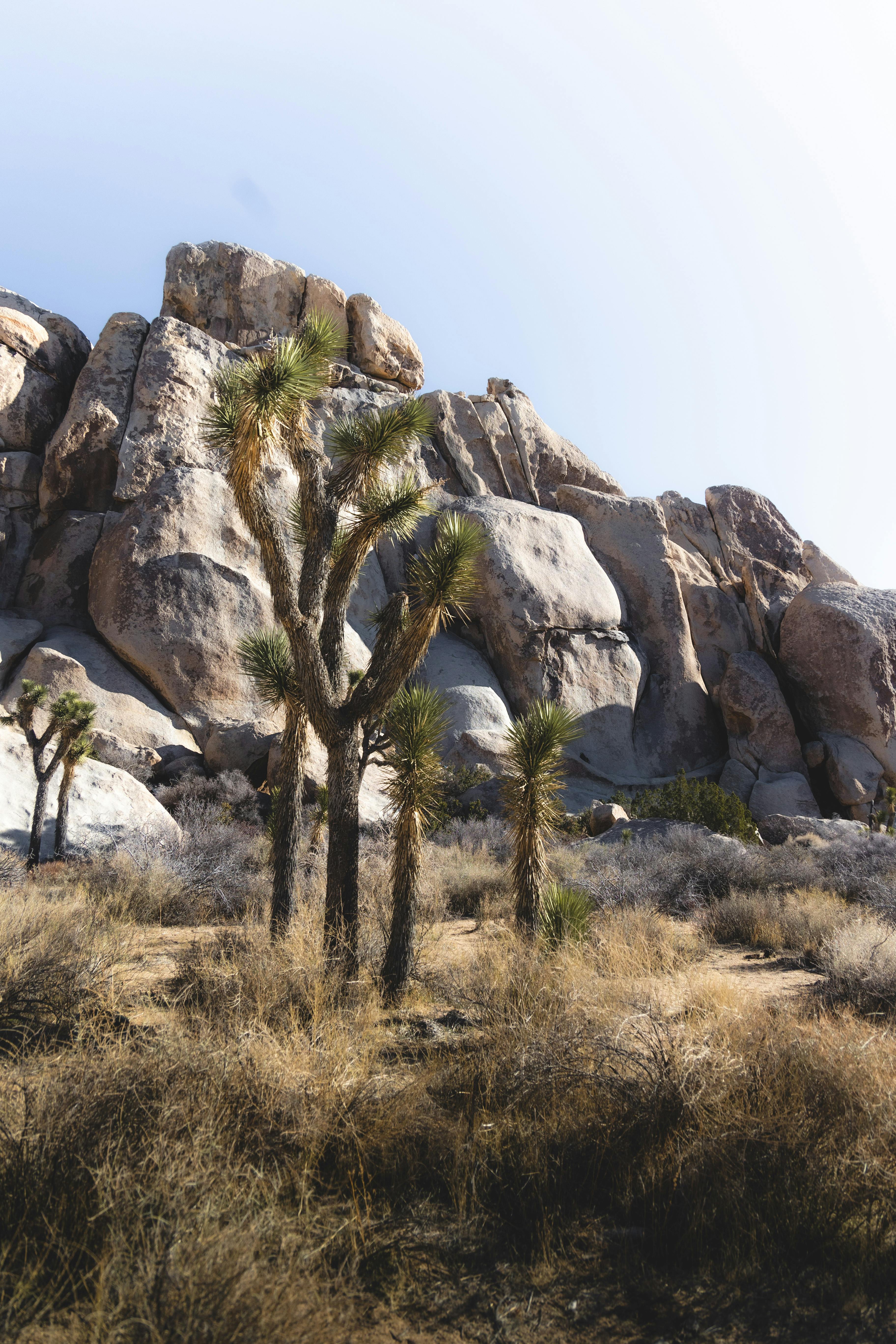 Vegetation on Wasteland · Free Stock Photo