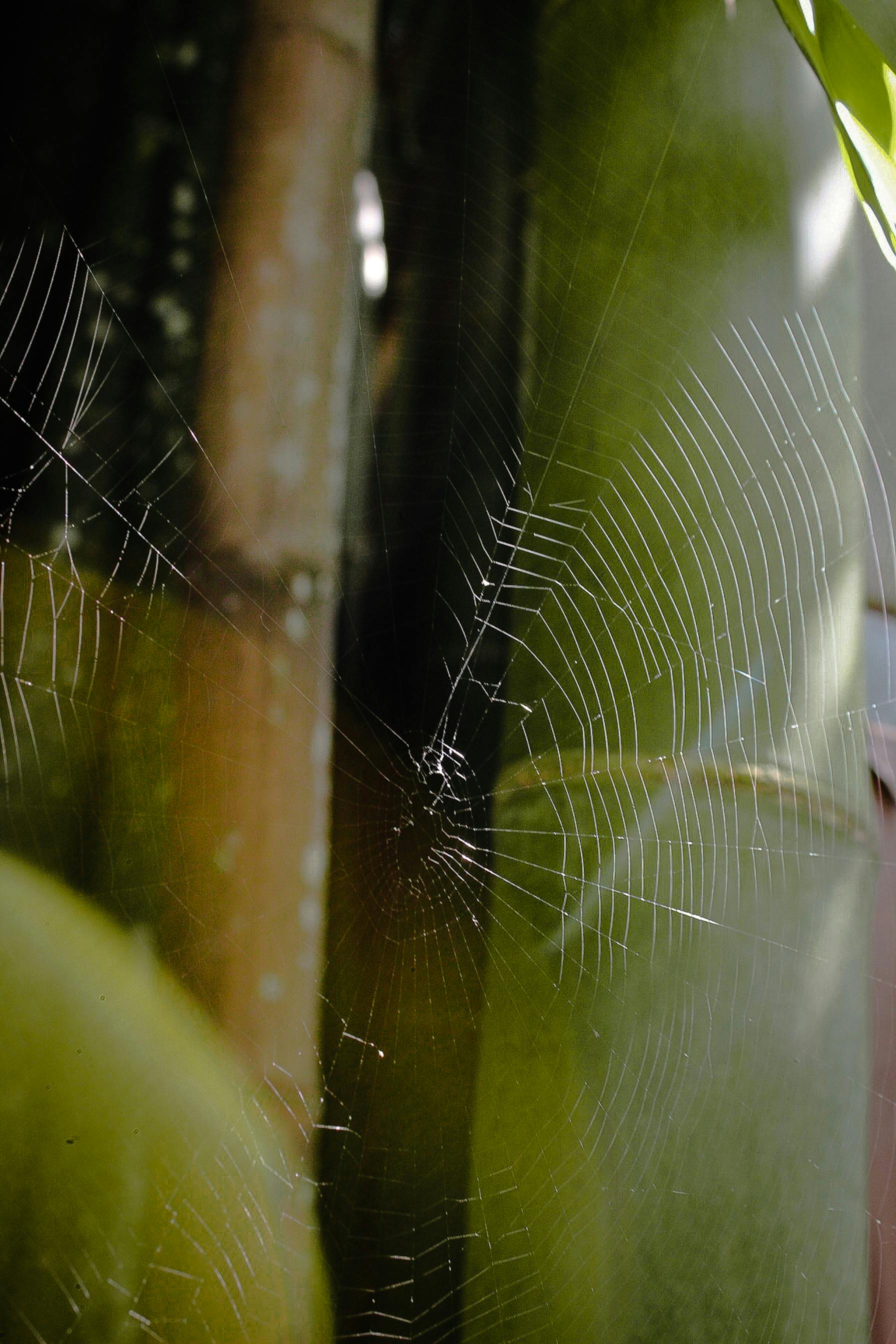 Bamboo Spider Photos, Download The BEST Free Bamboo Spider Stock Photos ...