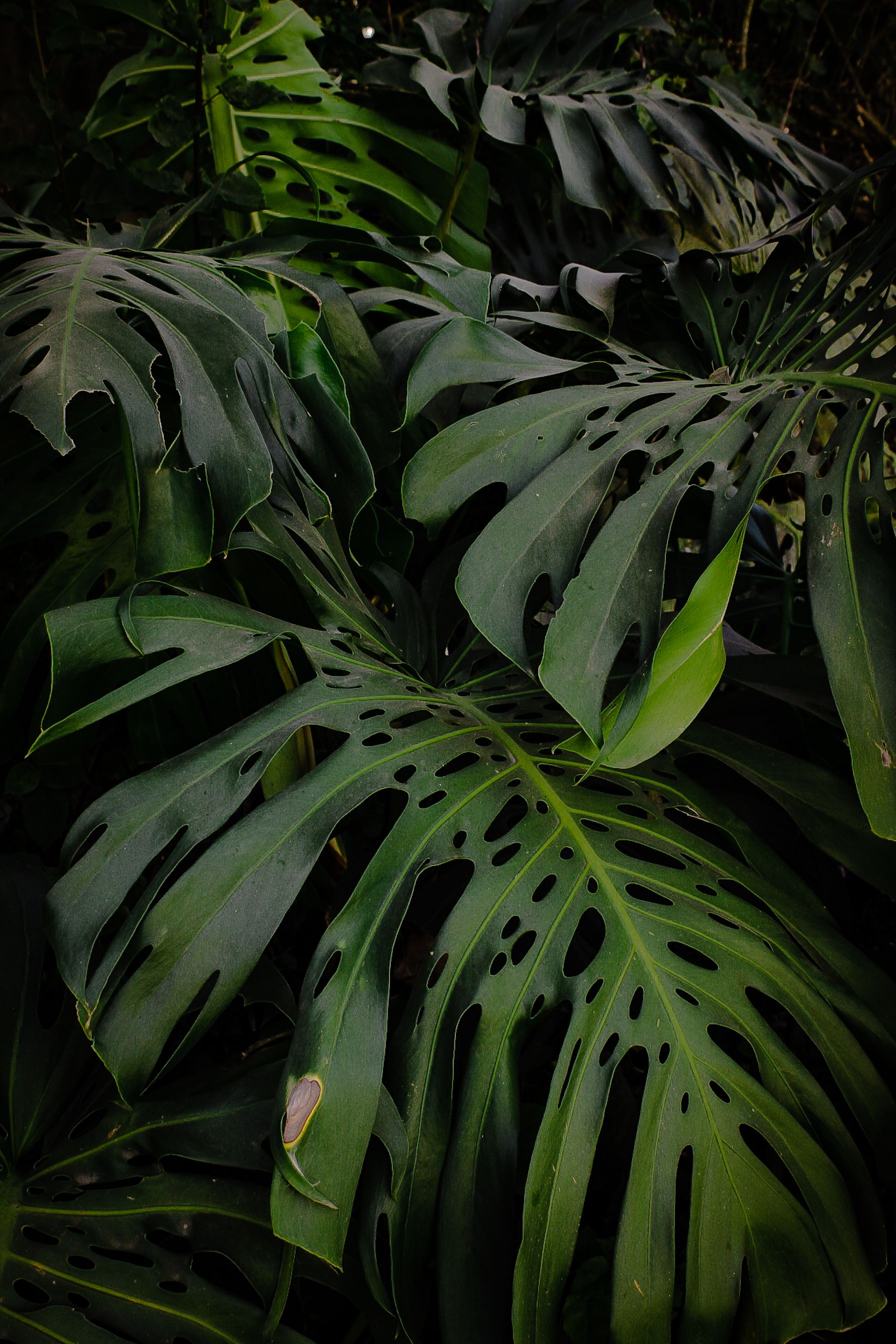 Close-Up Shot of Monstera Deliciosa · Free Stock Photo