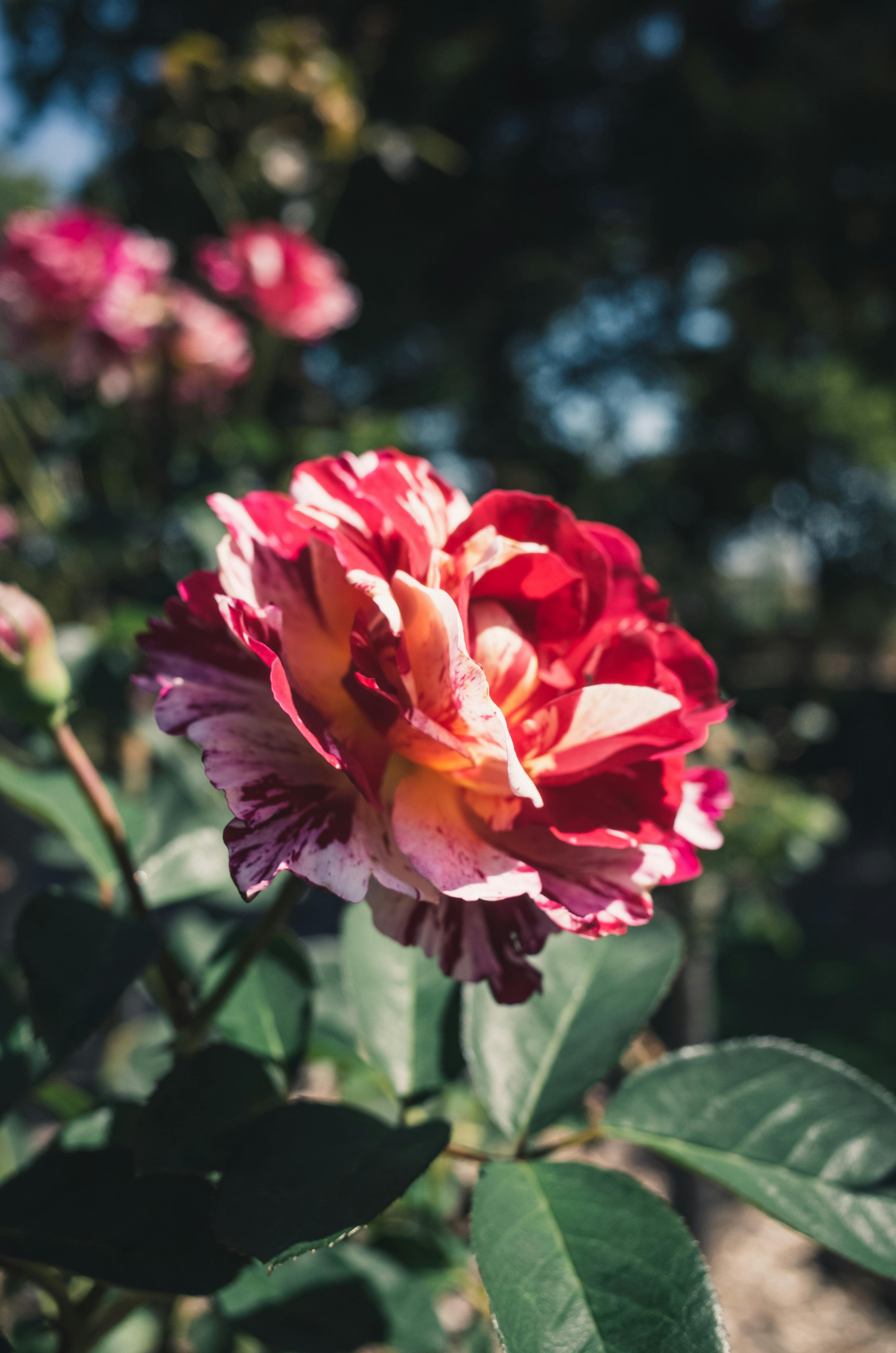 Decaying Rose Flowers · Free Stock Photo