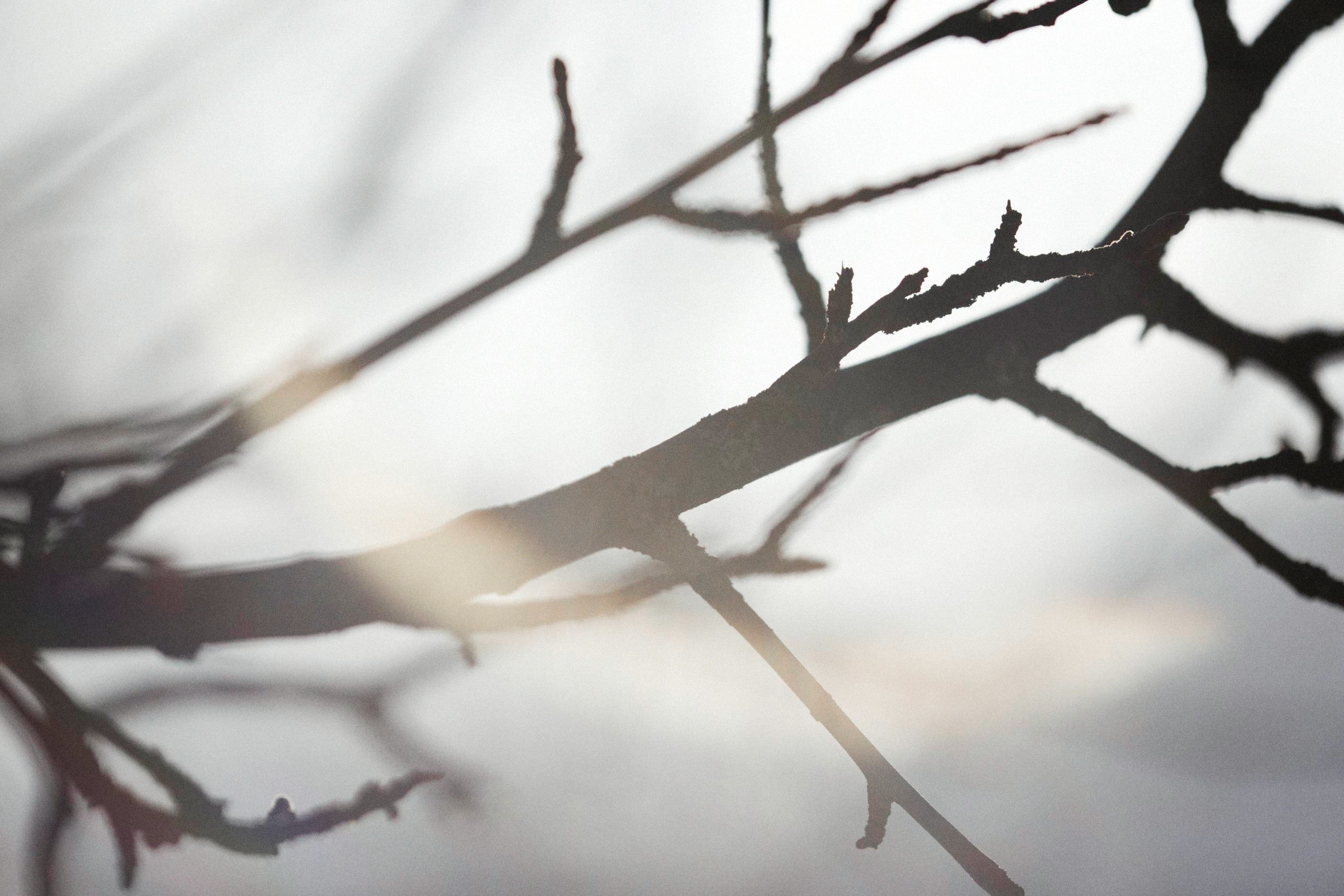 Close-up of a Tree Branch · Free Stock Photo