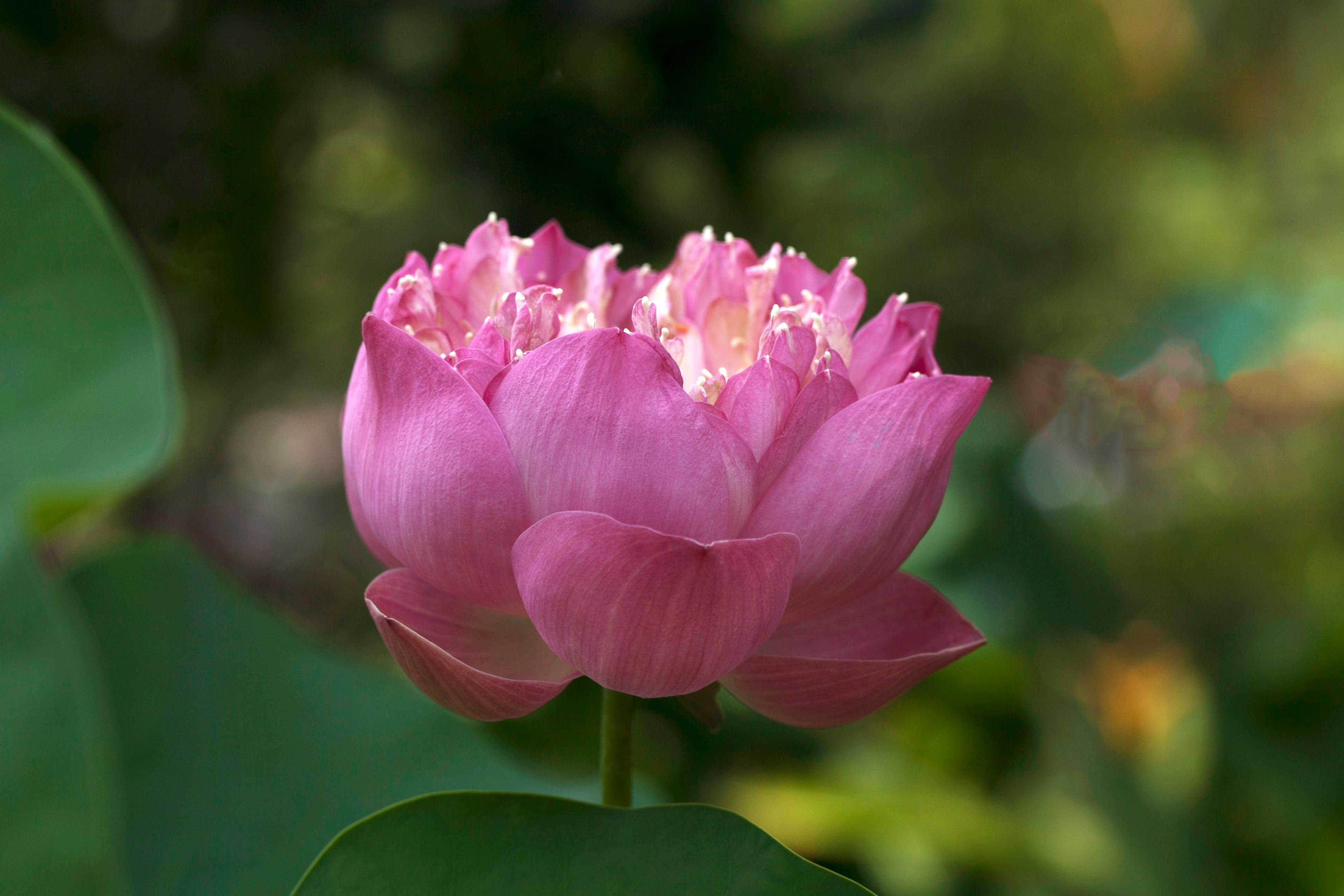 Close-Up Photo of a Woman Covering Face with Pink Sacred Lotus Flowers ...