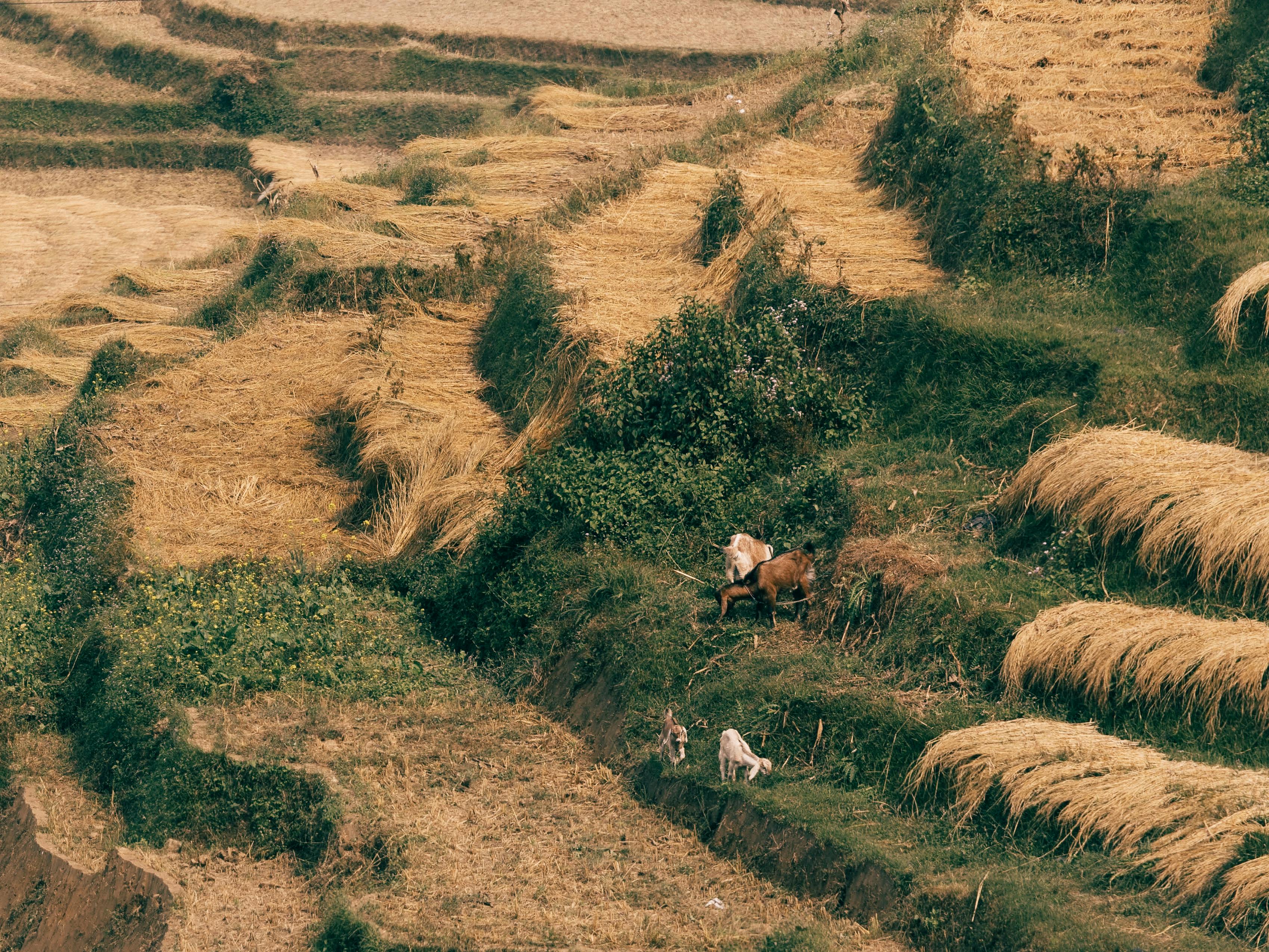 Goats in the Farm Land · Free Stock Photo