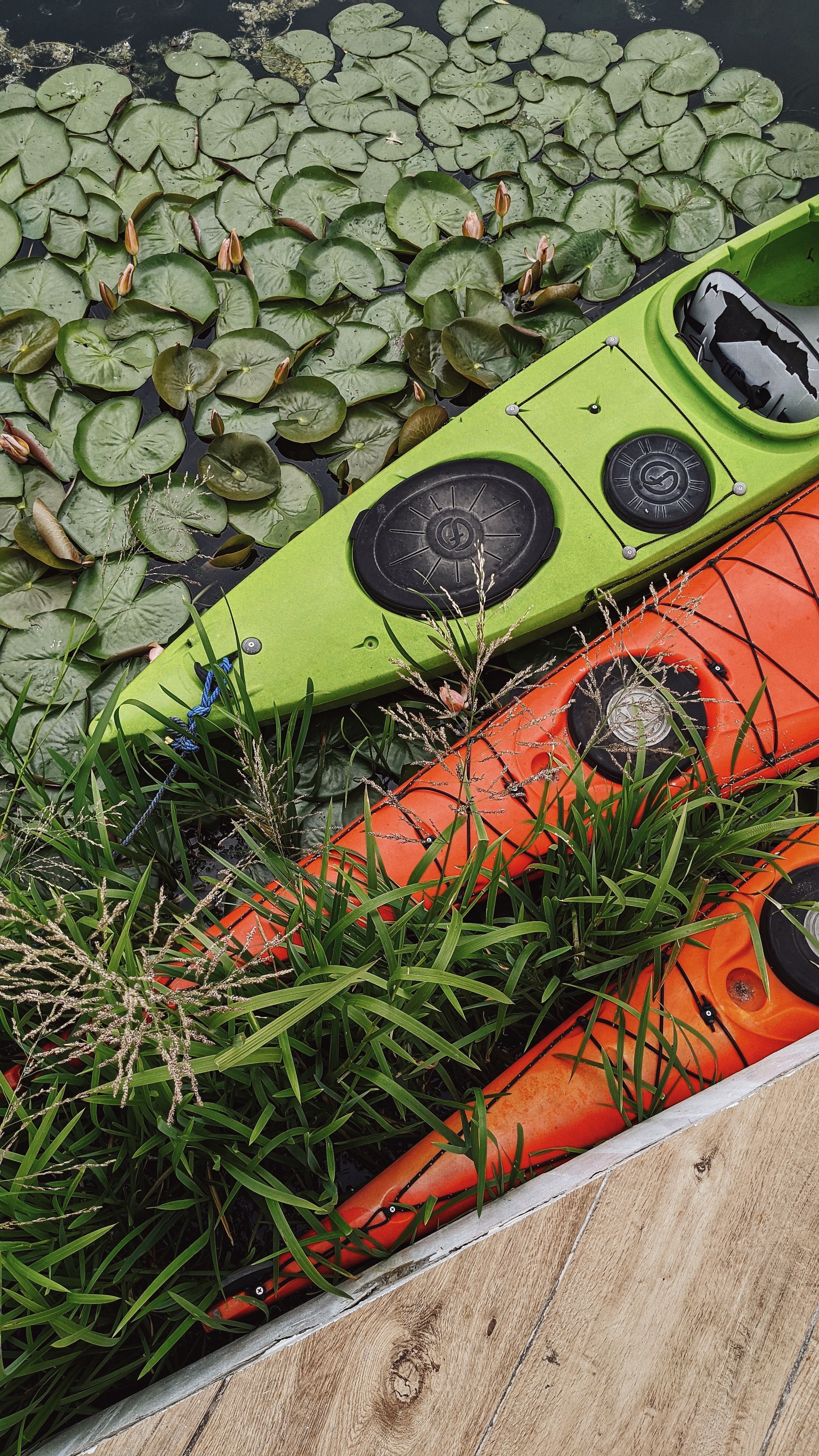 Green Lily Pads on Water · Free Stock Photo