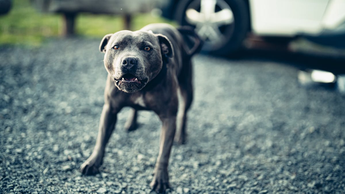 Unlocking the Staffy Pit Mix: Breed Characteristics and Care