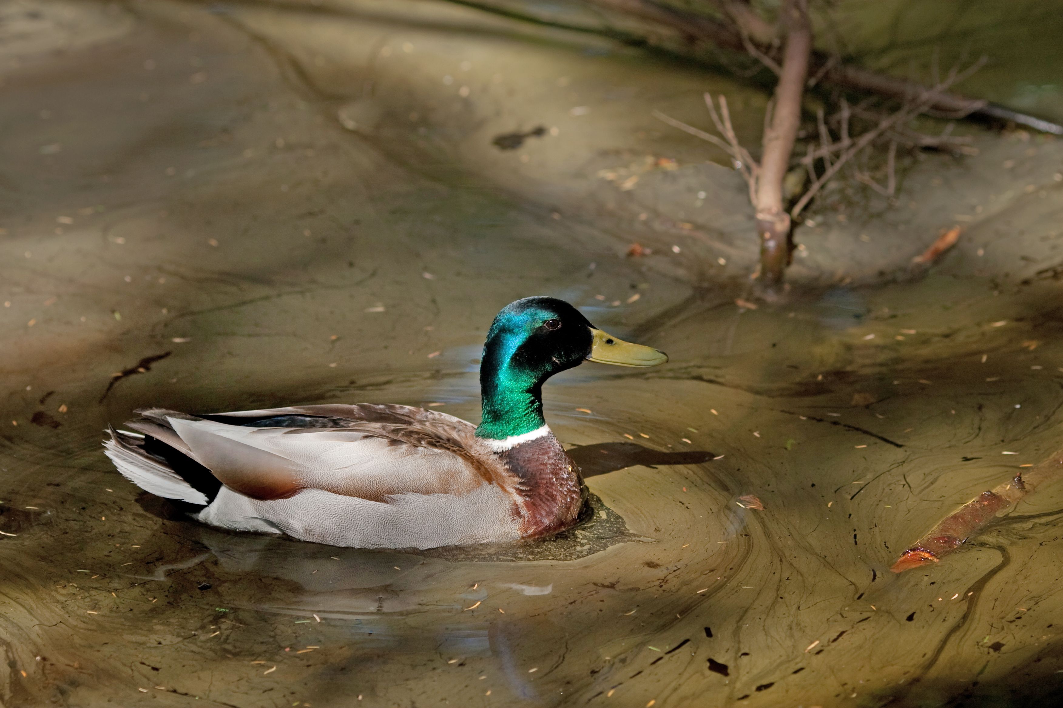 A mallard Duck Paddling on Water · Free Stock Photo