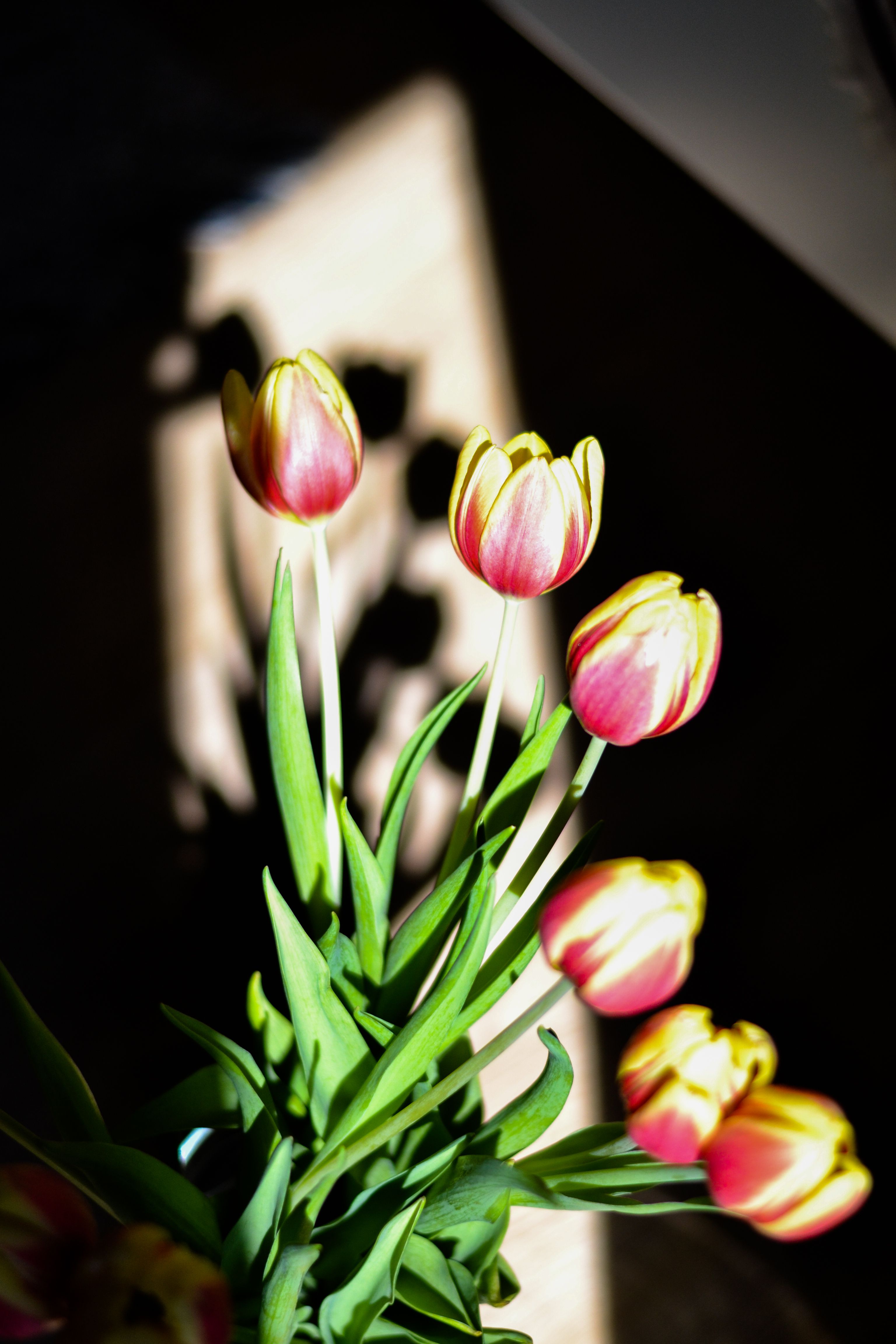Yellow Tulips in Bloom · Free Stock Photo