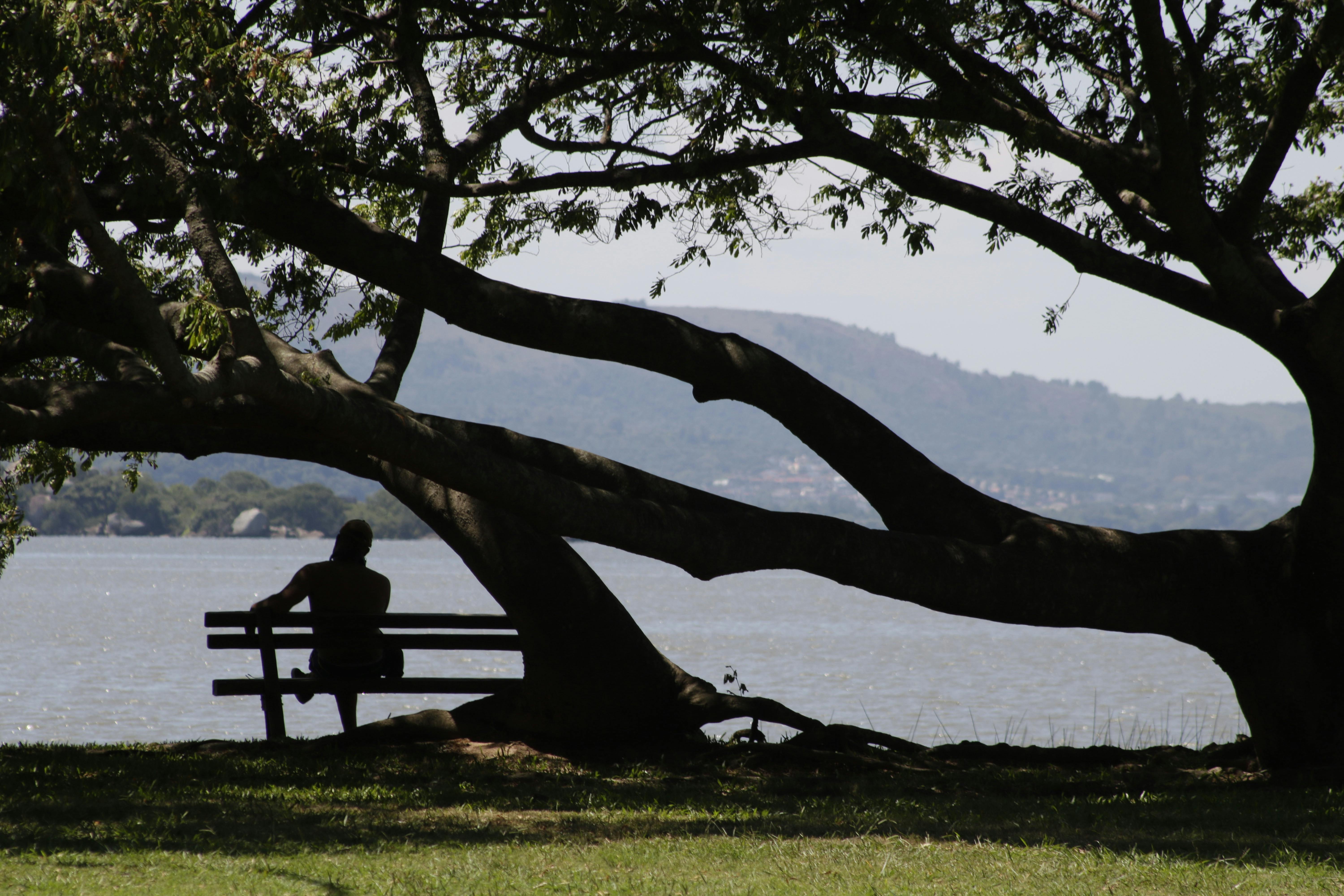 Man Sitting on Bench Near Tree · Free Stock Photo