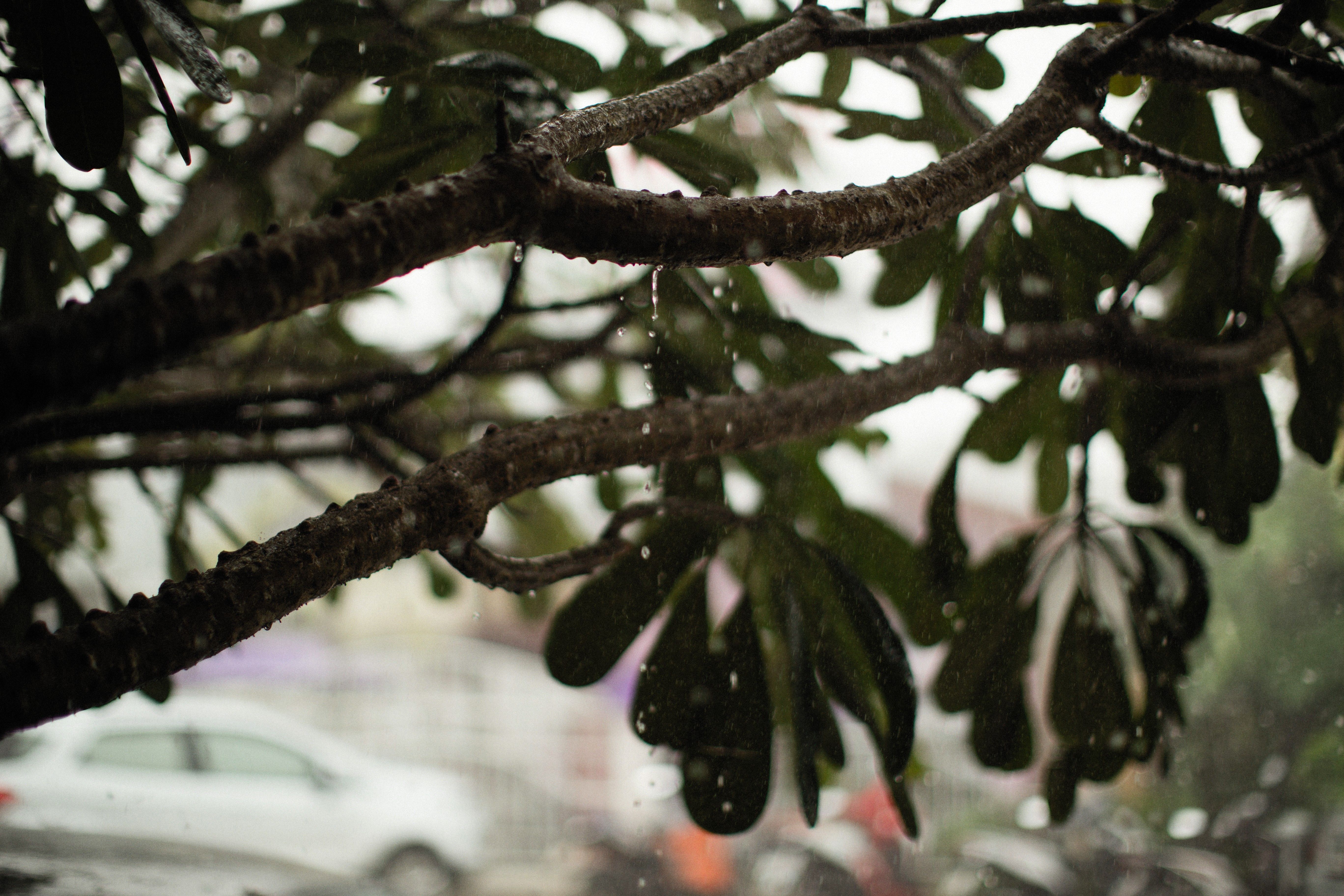 Wet Branches of a Tree · Free Stock Photo