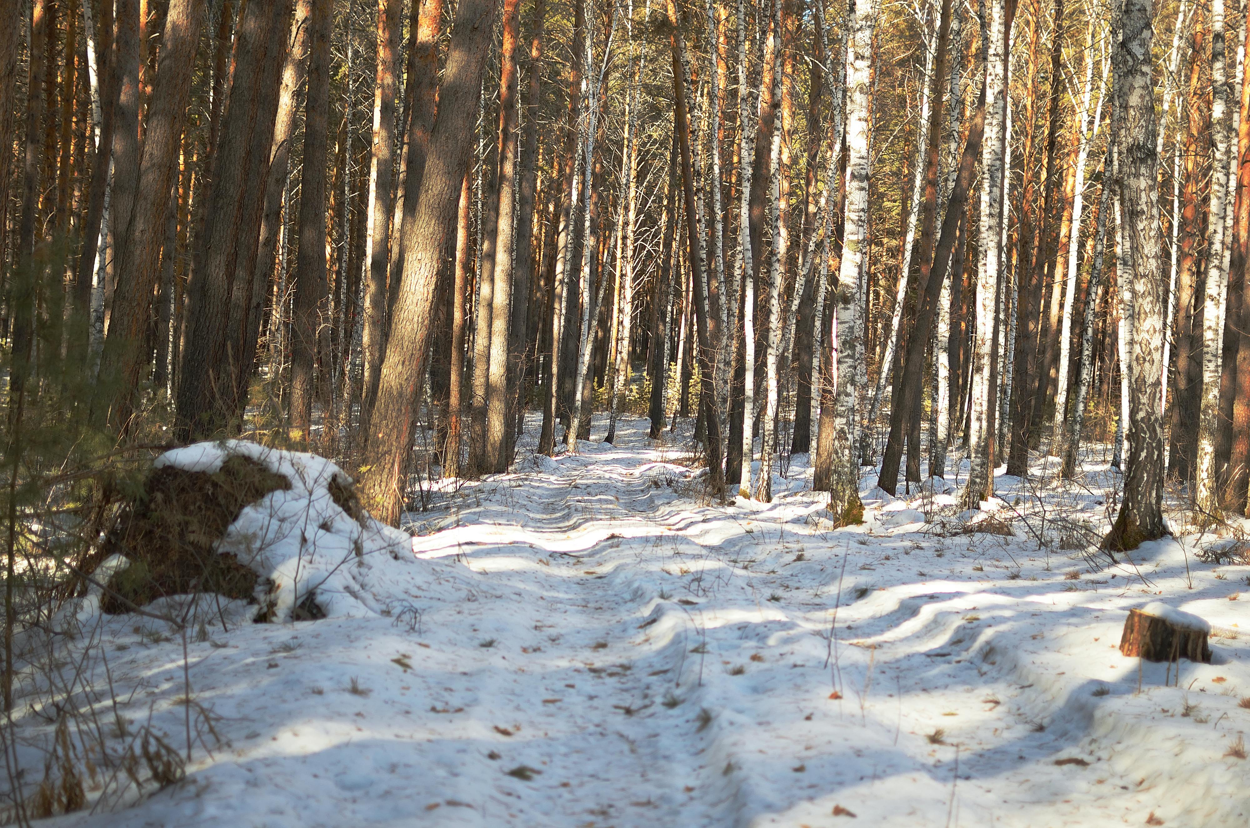 Snow Covered Field and Trees · Free Stock Photo