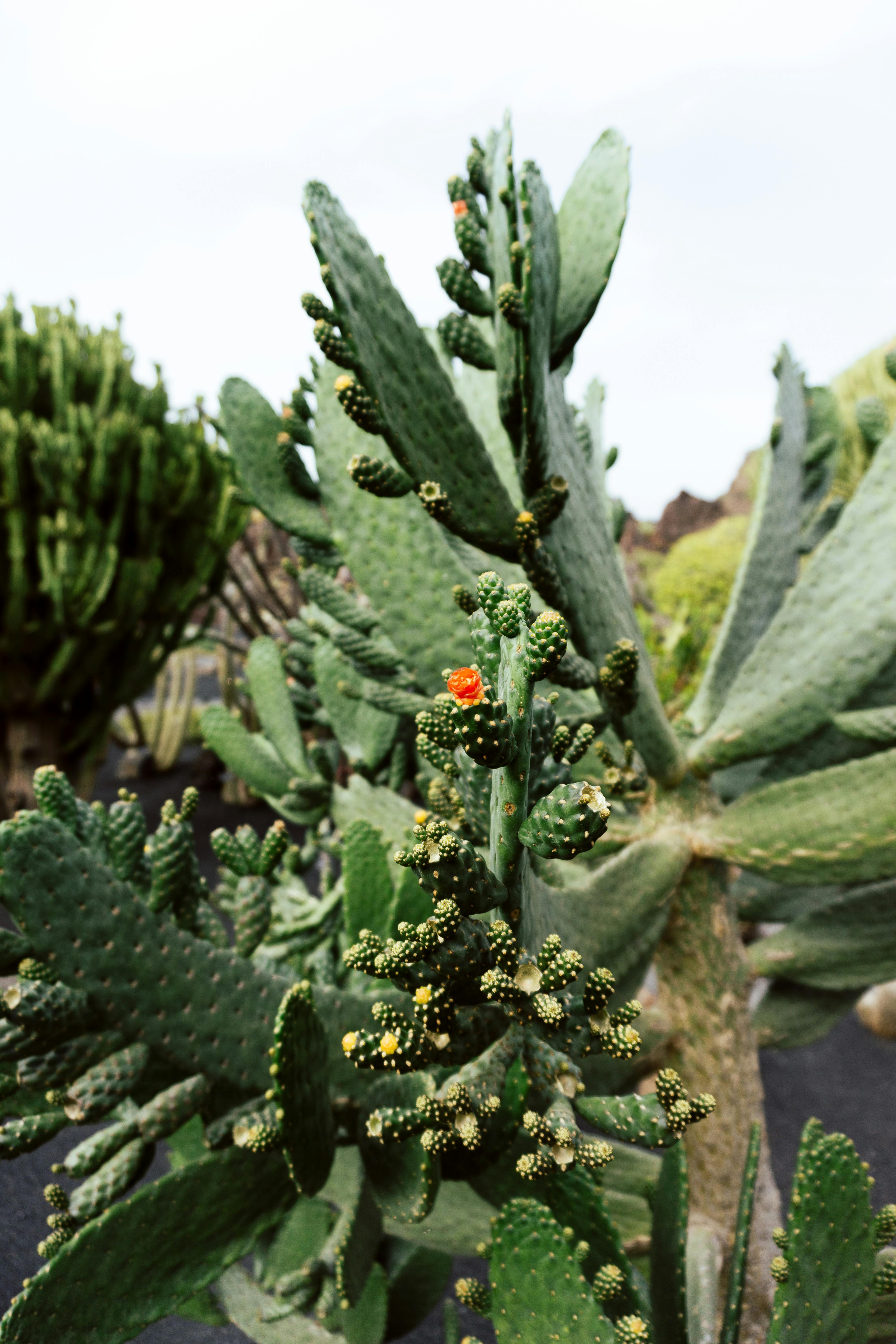 Close-up Photo of Cactus Plants · Free Stock Photo