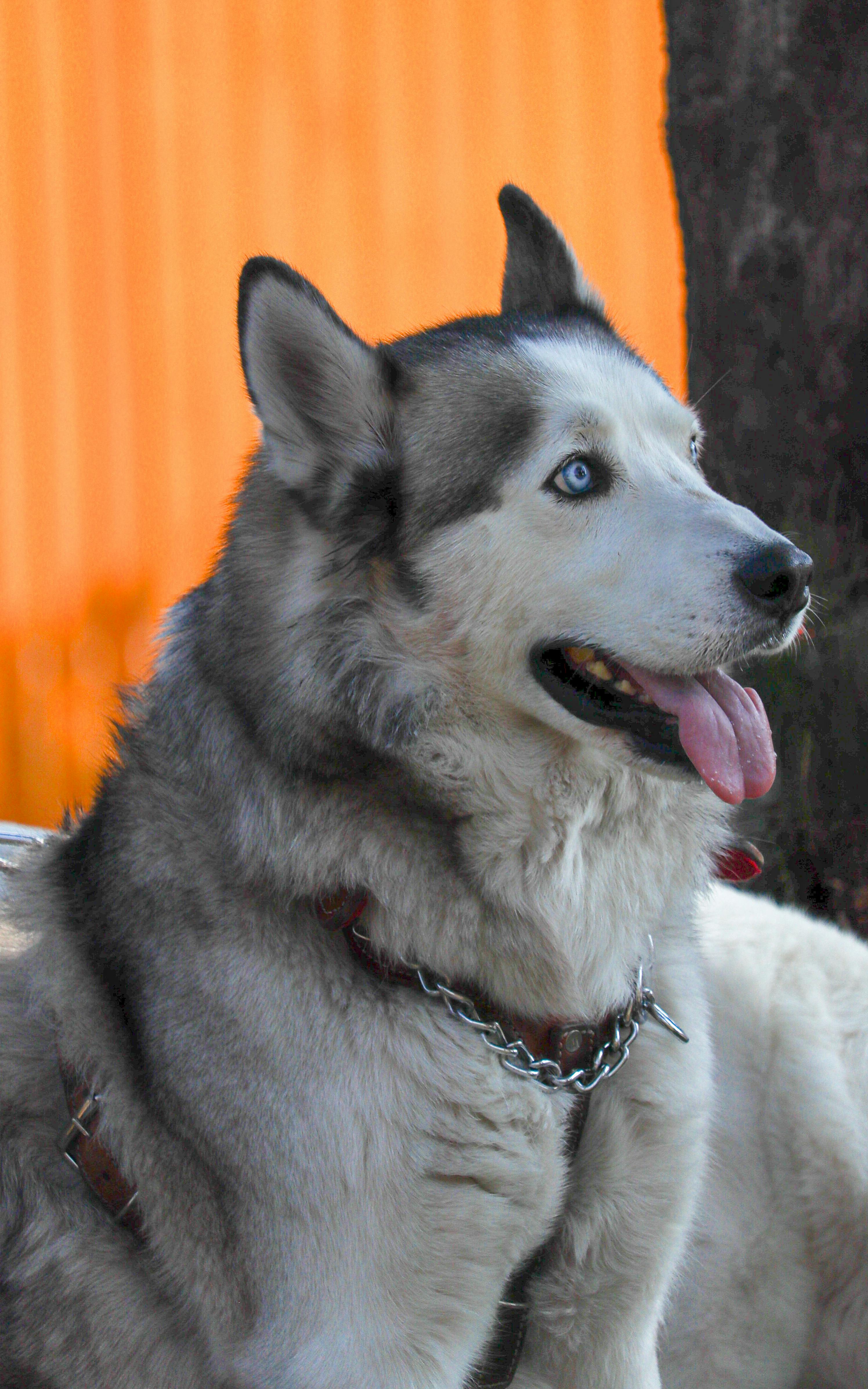 Close-Up Shot of a Siberian Husky · Free Stock Photo