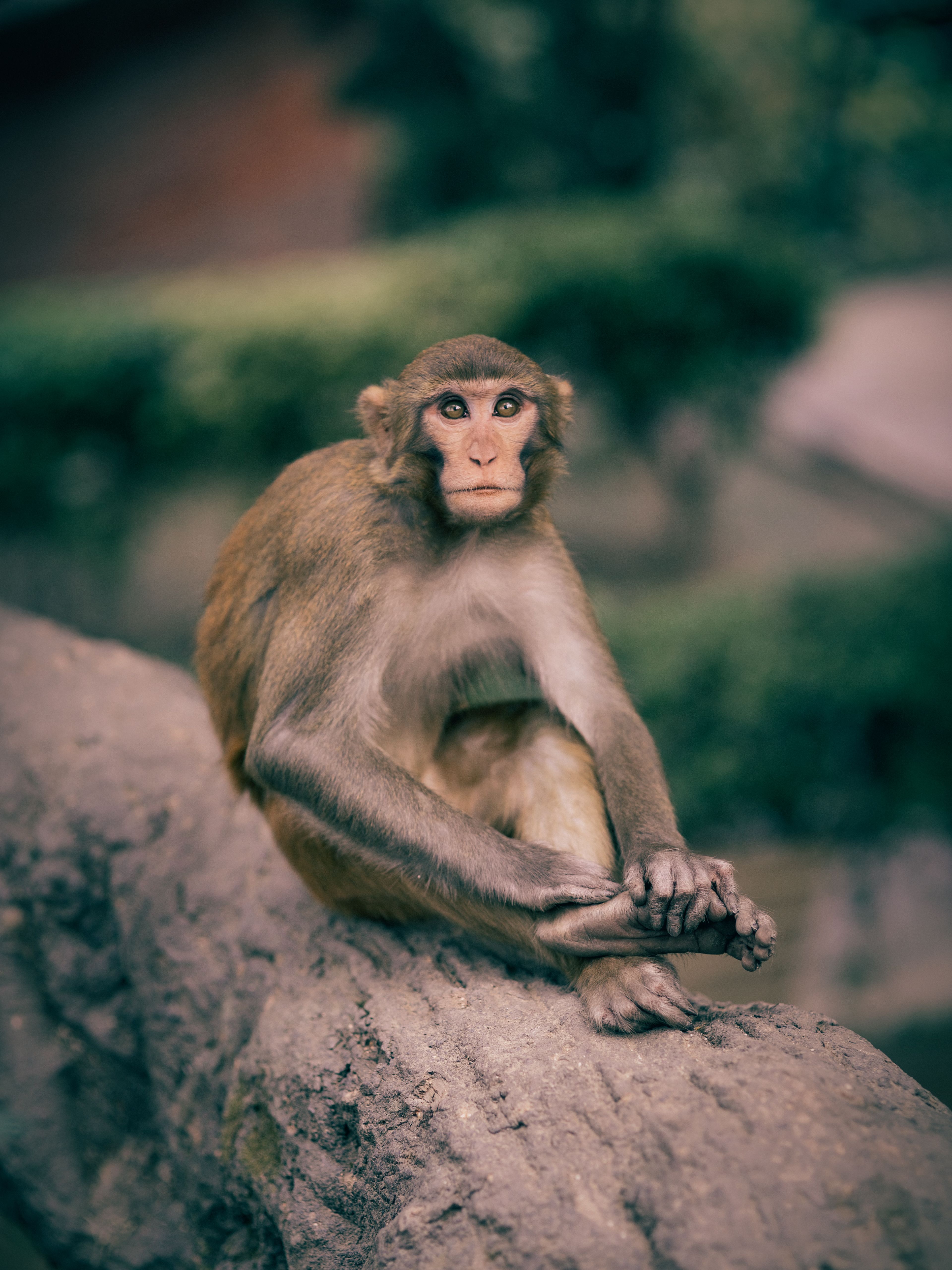 A Monkey Sitting on a Rock on the Edge of a Cliff · Free Stock Photo