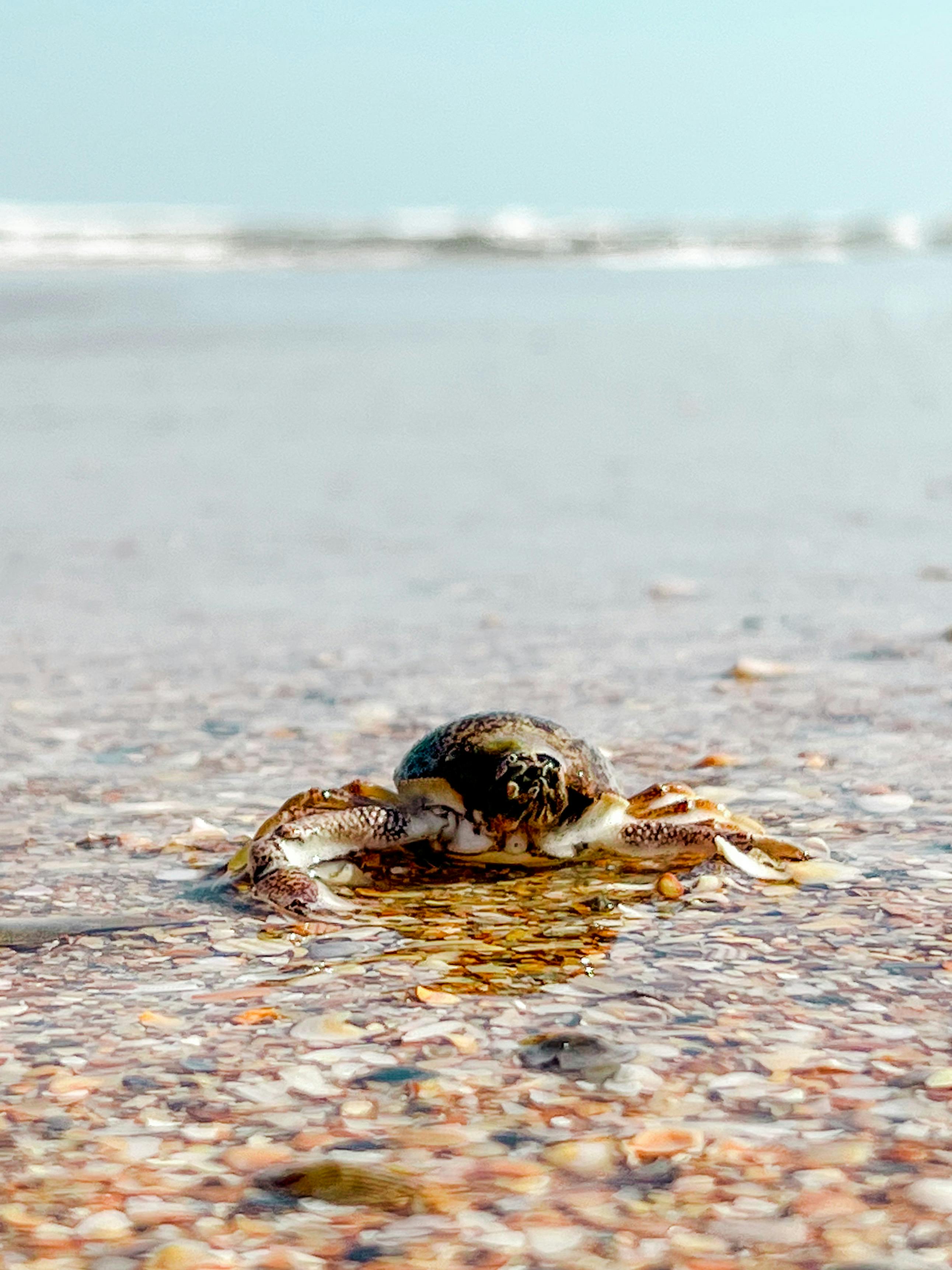 Bucket of Gray Crabs · Free Stock Photo