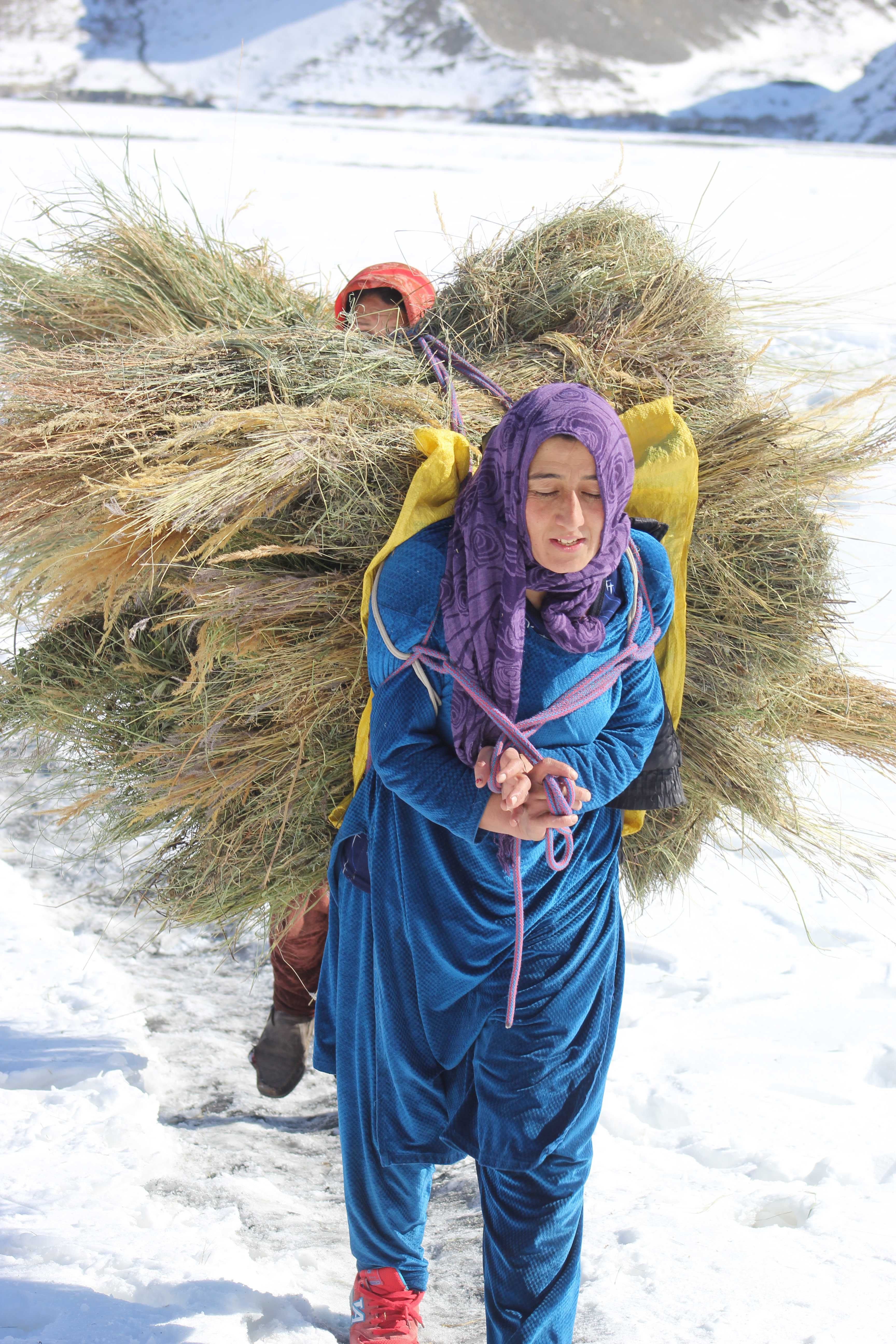 Handful Of Hay Photos, Download The BEST Free Handful Of Hay Stock ...