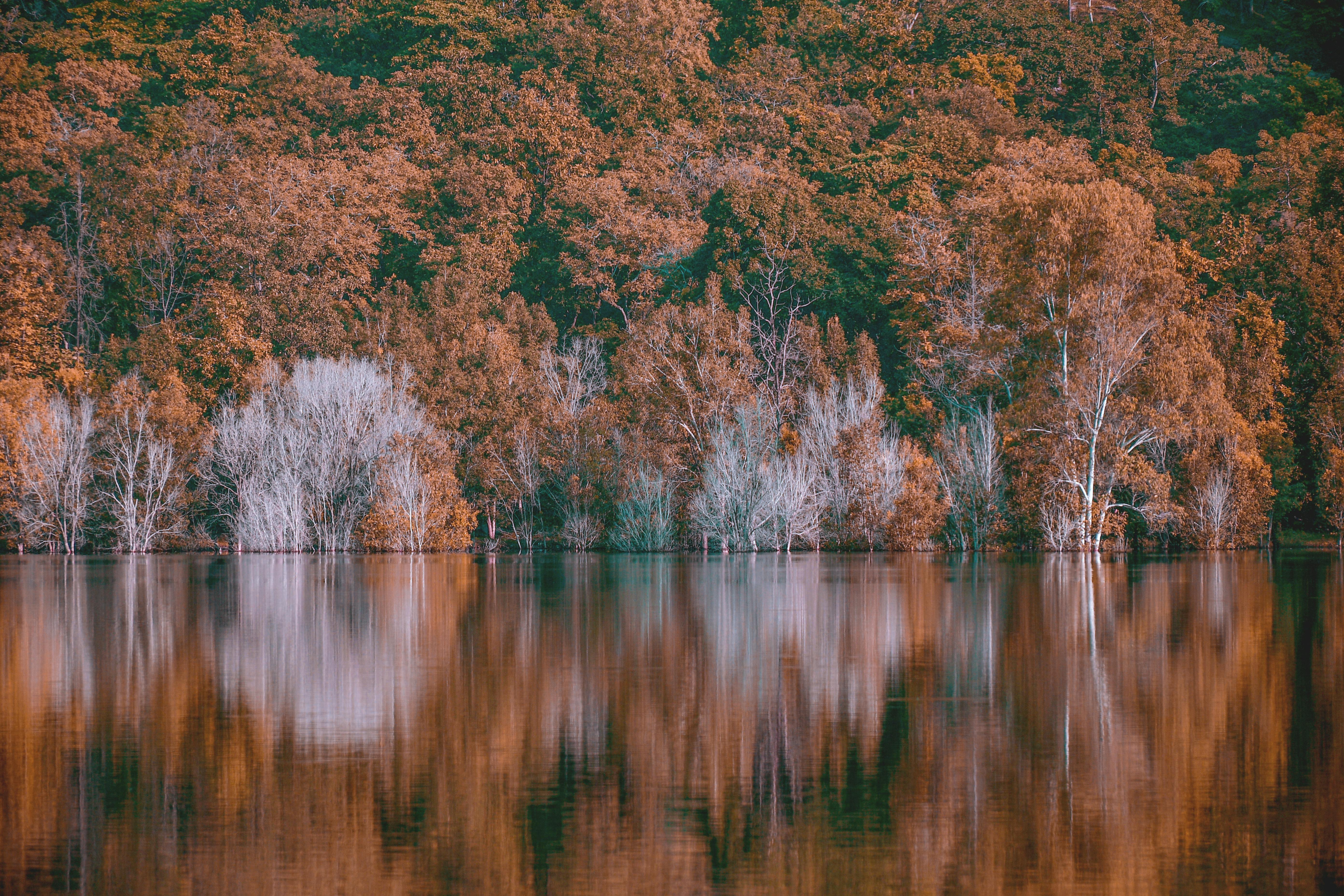 A Forest by the Lake during Fall · Free Stock Photo
