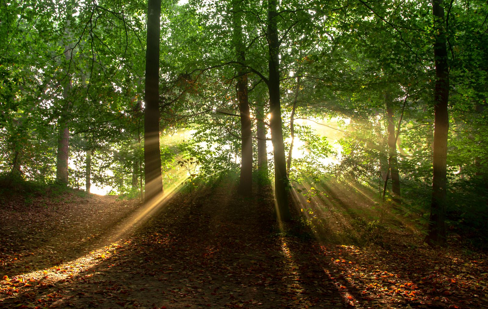 Serene Forest With Sunlight Filtering Through Trees Photos, Download ...