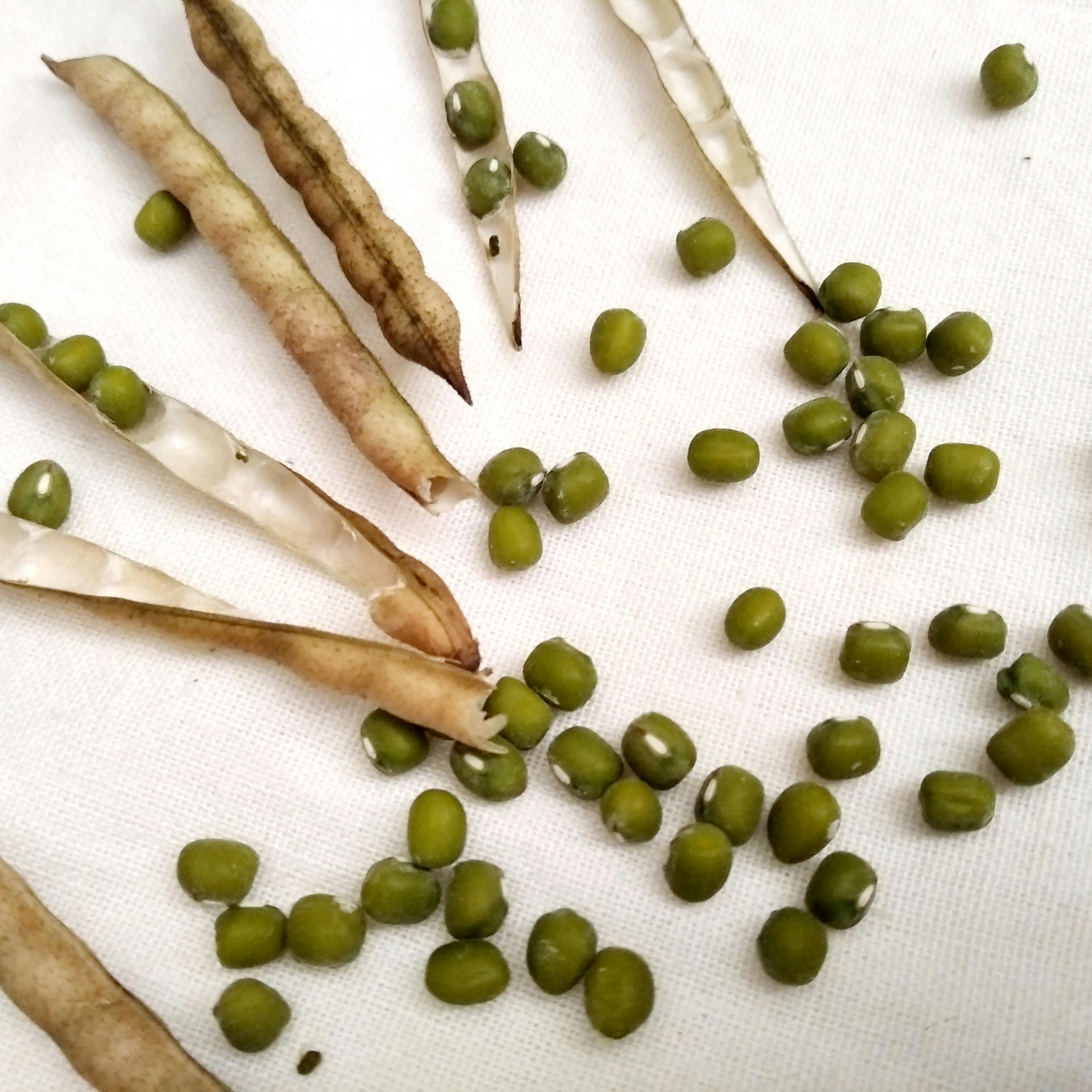 Mung Bean 5 Photos & Videos Collected by Vesiraja