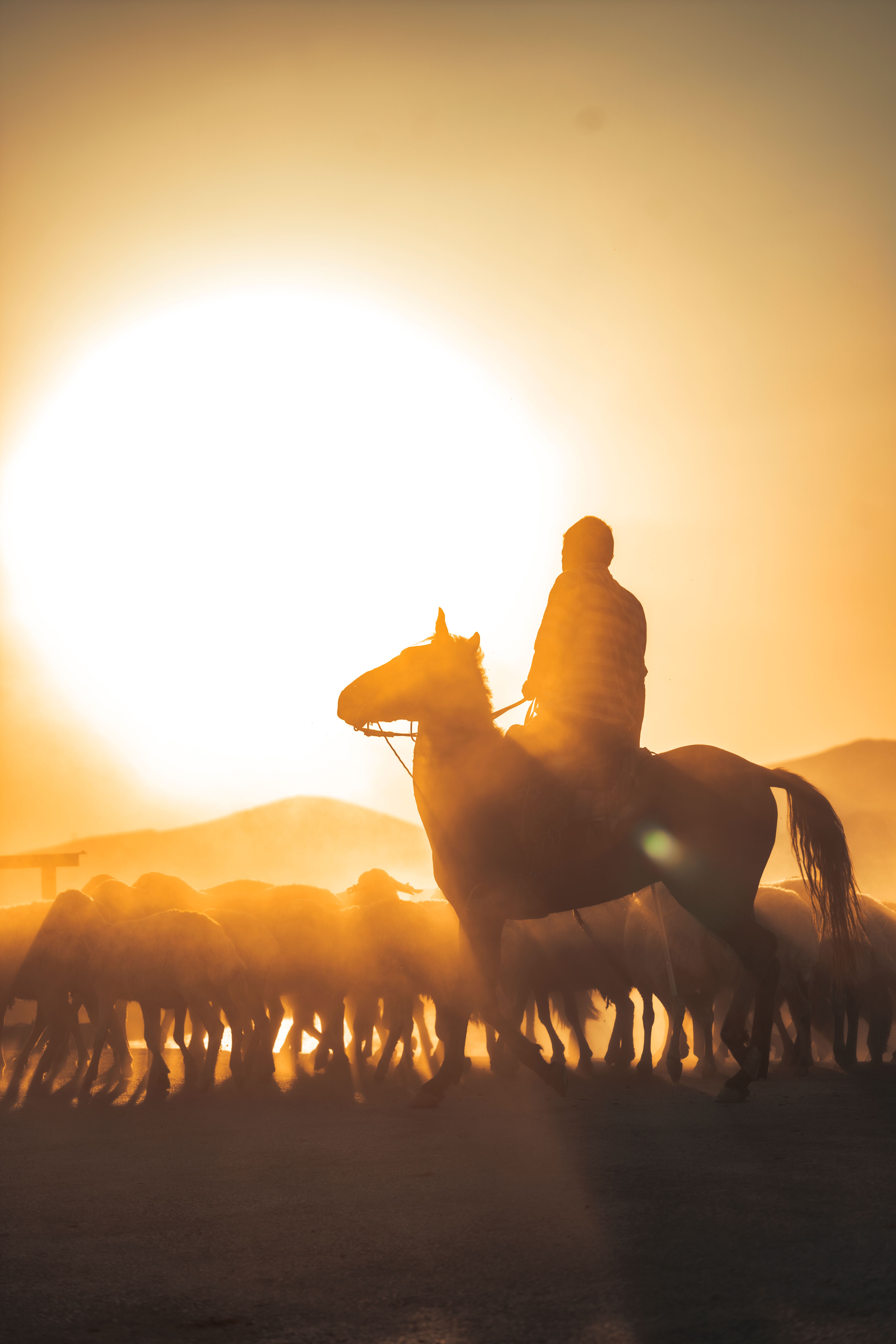 Back Lit Man on Horse · Free Stock Photo