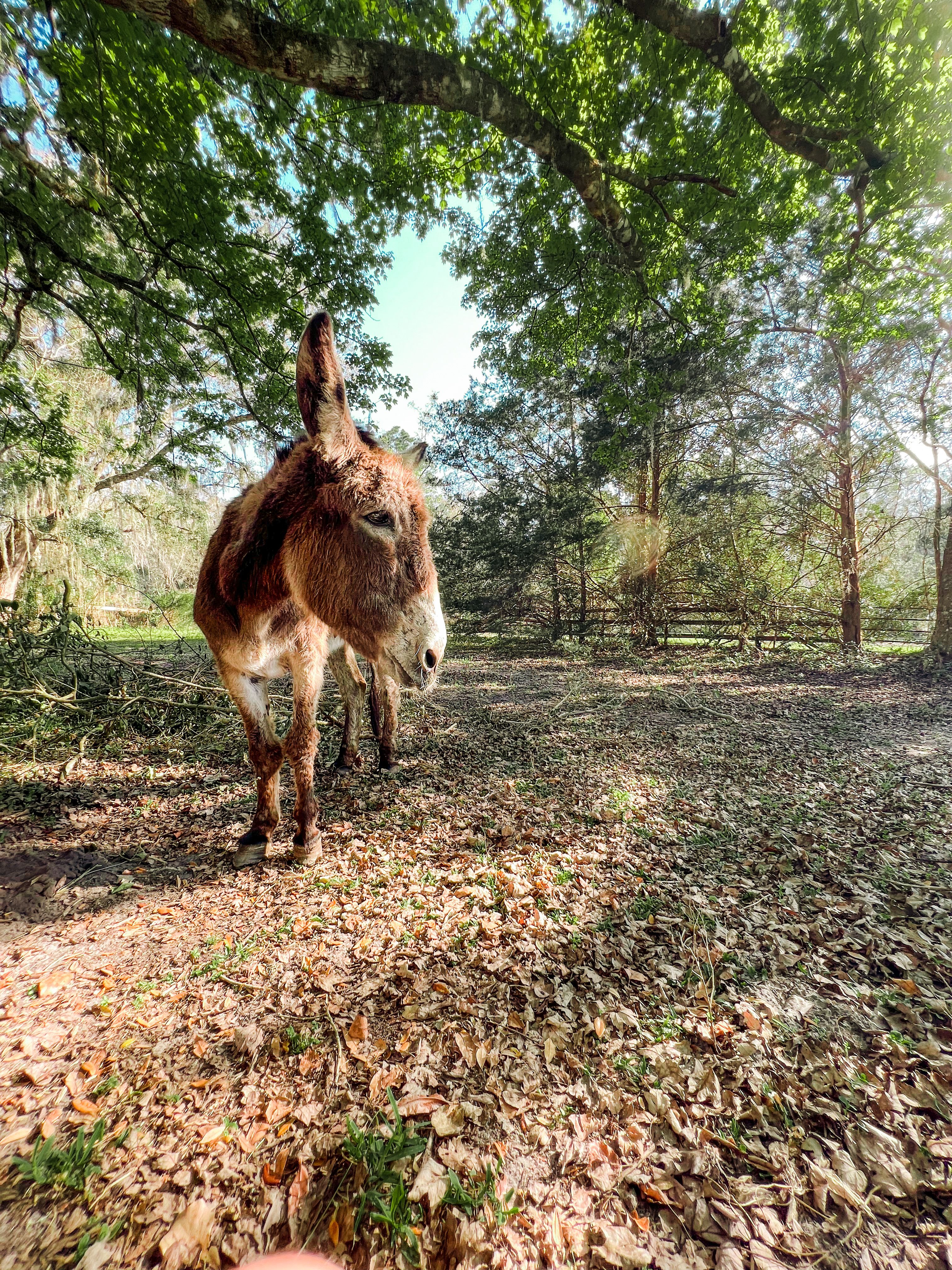Photo of Donkey Under the Tree · Free Stock Photo