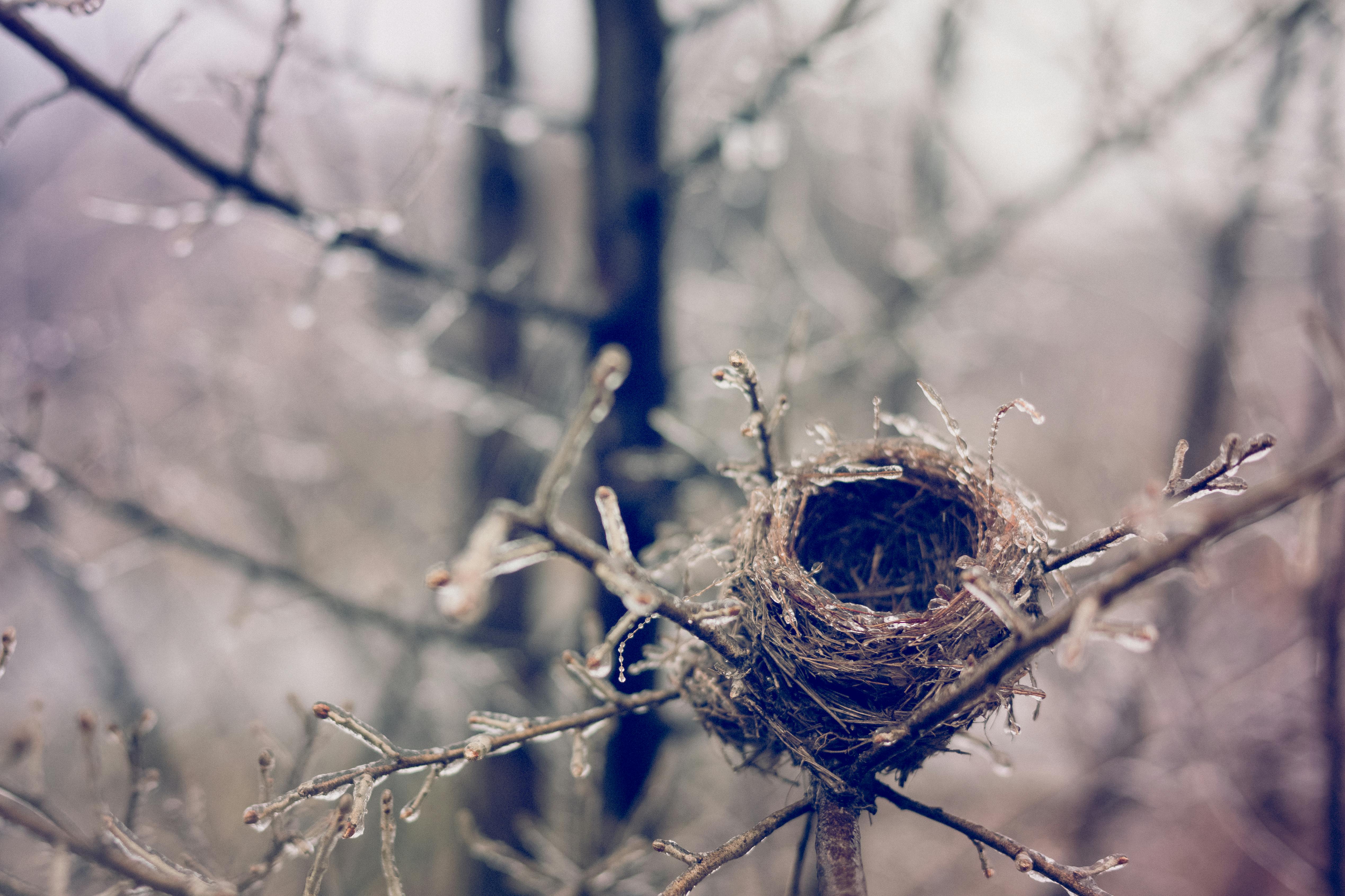 Empty Nest Photos, Download The BEST Free Empty Nest Stock Photos & HD ...