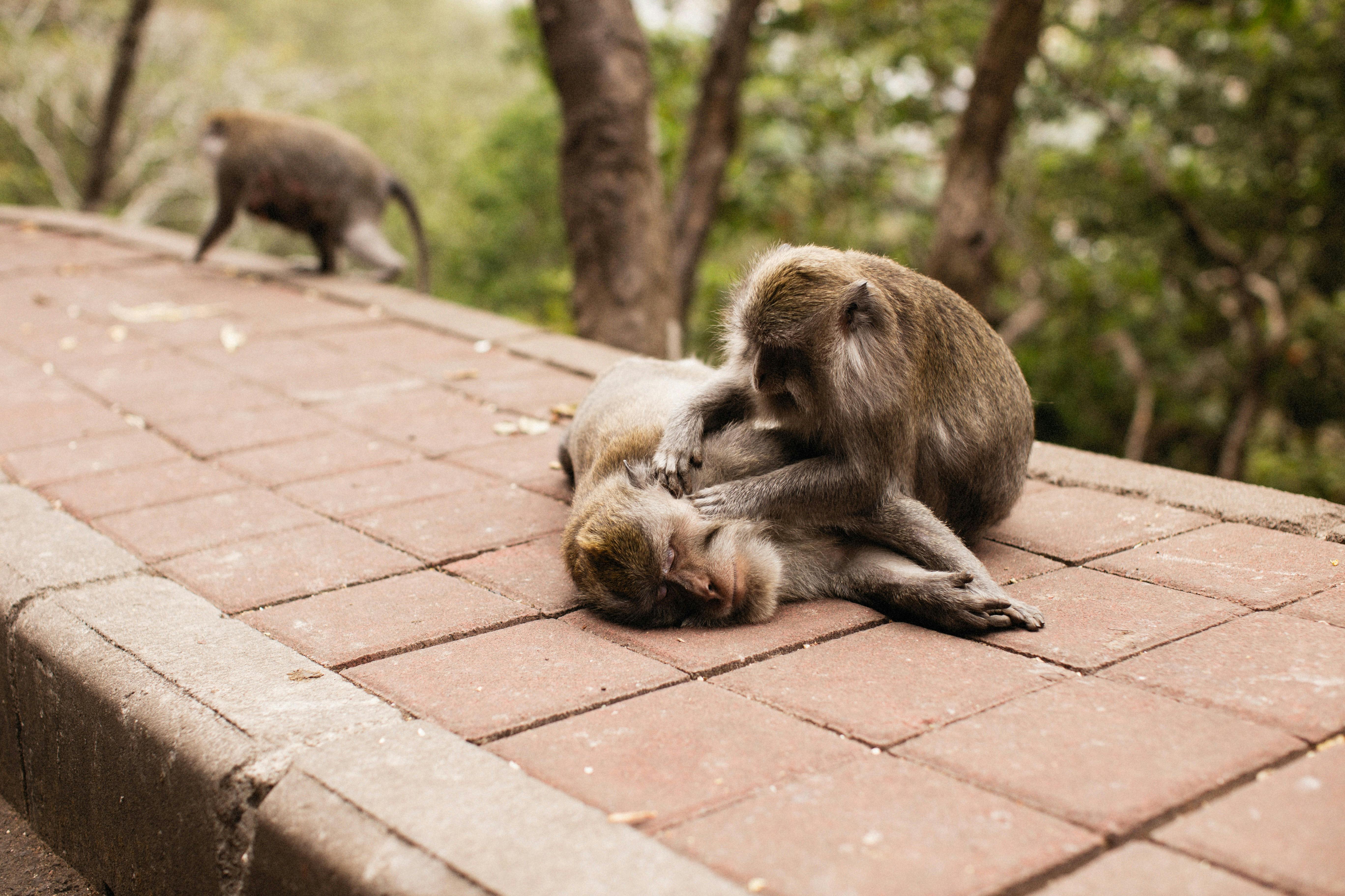 Desktop Wallpaper Aesthetic Monkey Photos, Download Free Desktop ...