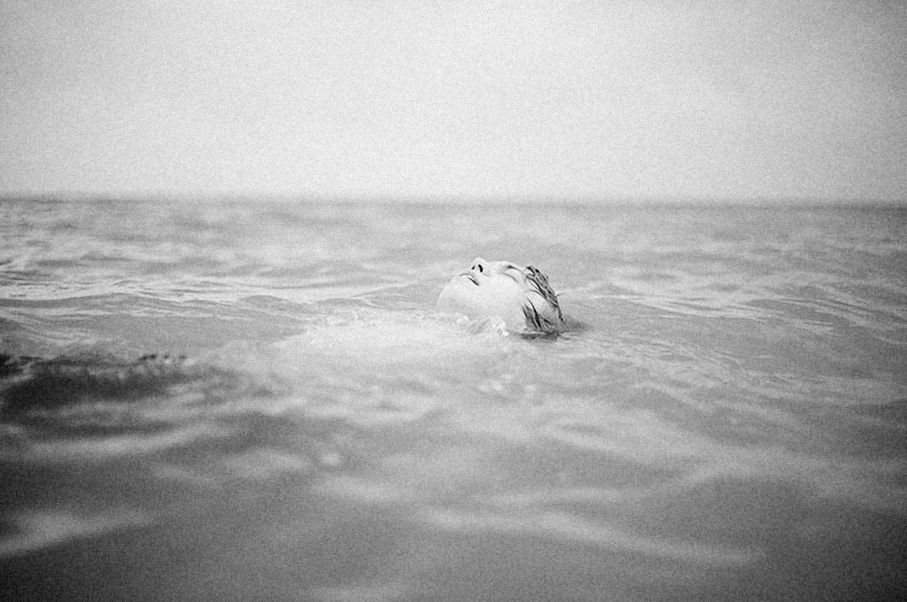 Grayscale Photo of a Man Floating on the Water · Free Stock Photo
