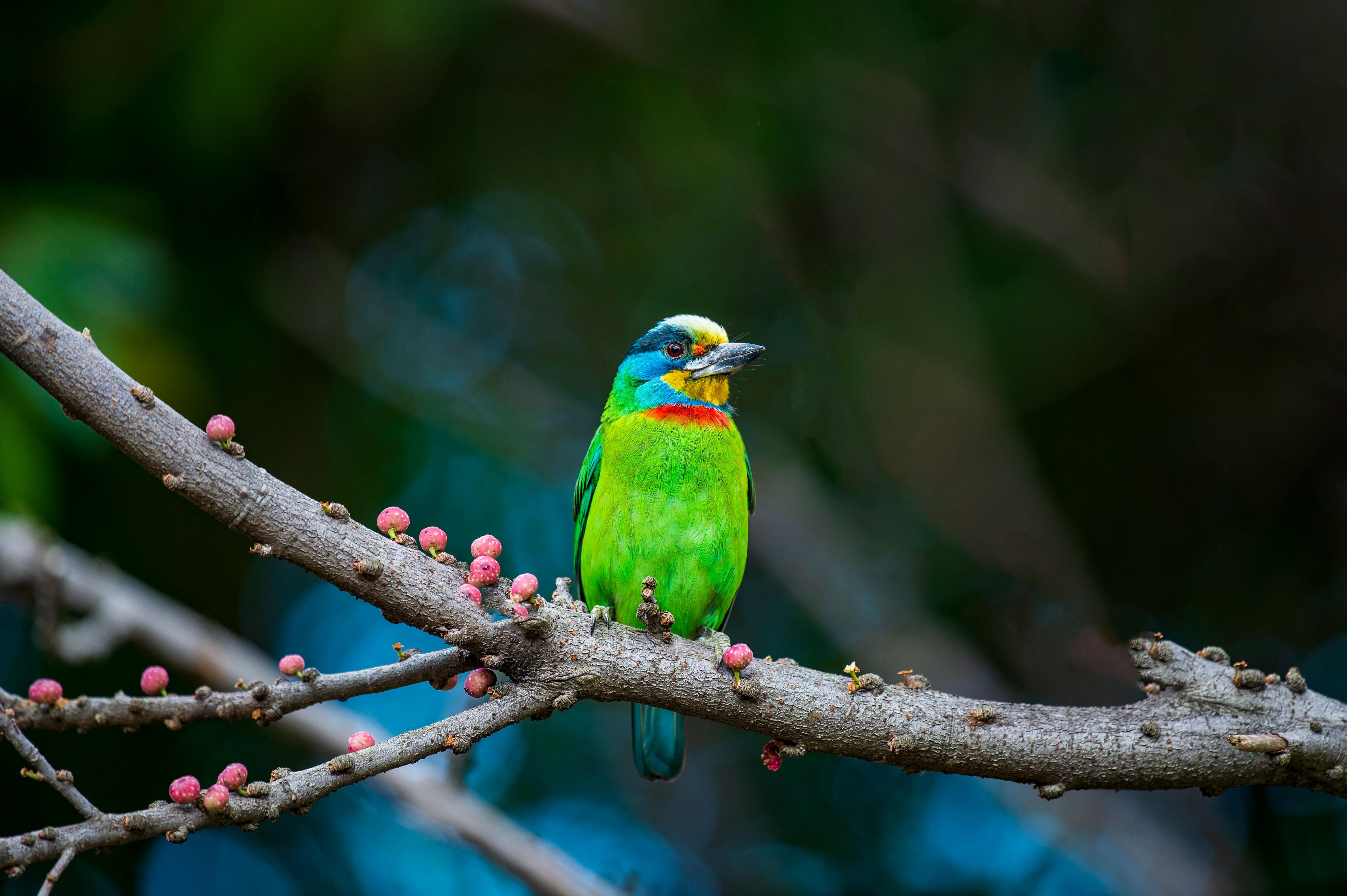 Bird Perched on a Branch · Free Stock Photo