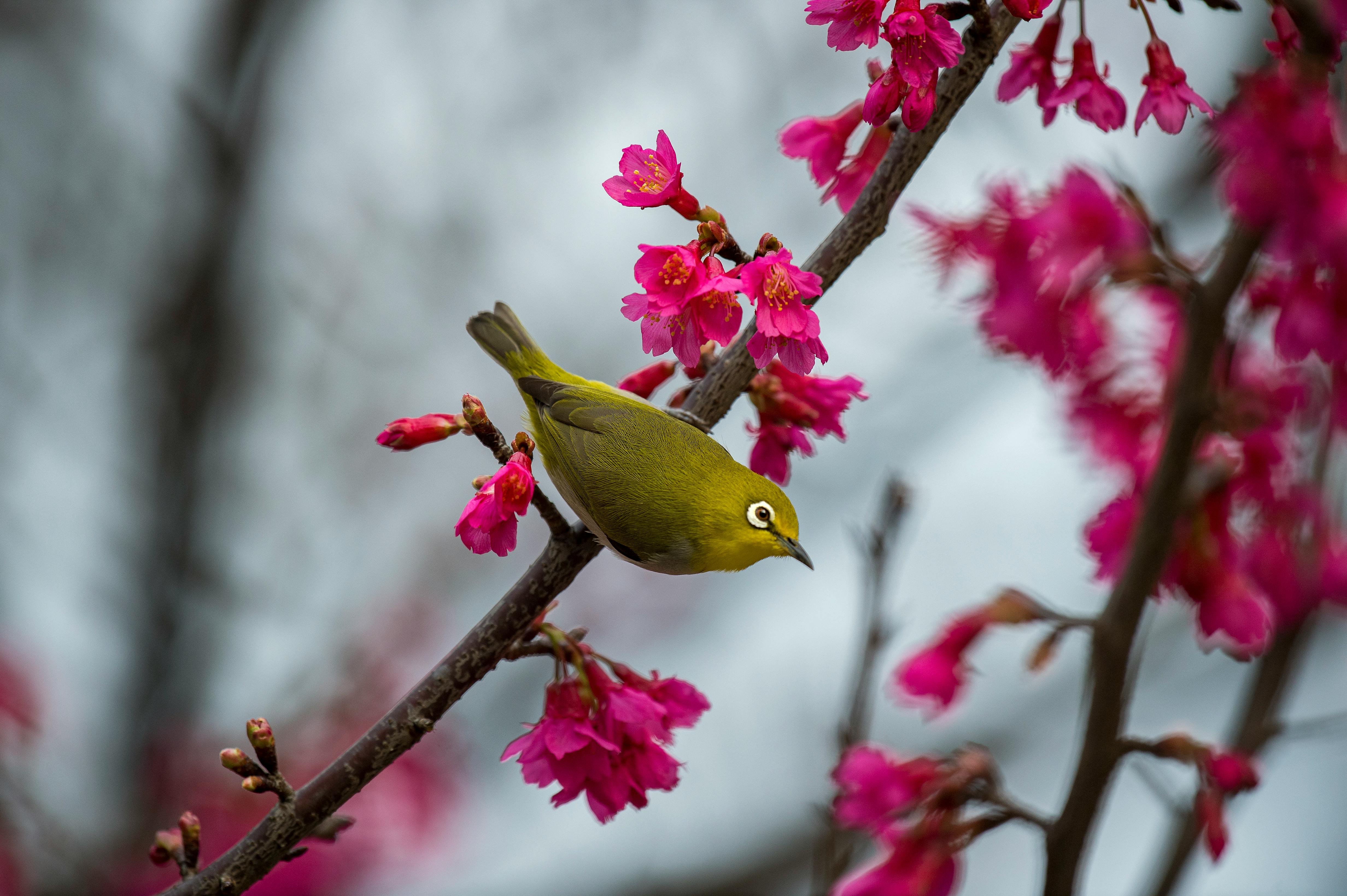 Bird Perched on a Tree · Free Stock Photo