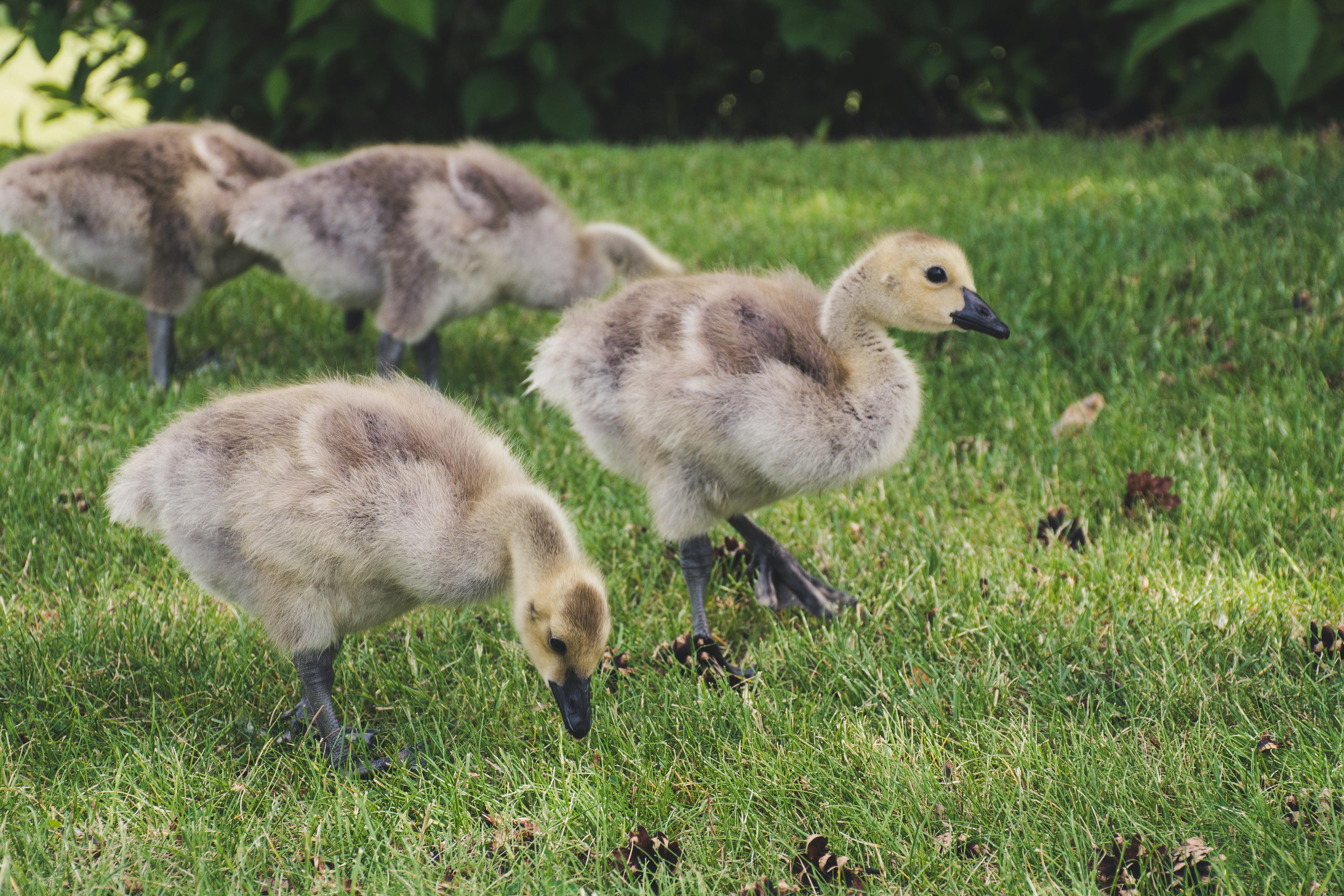 Shallow Focus Photography of Brown Ducklings · Free Stock Photo