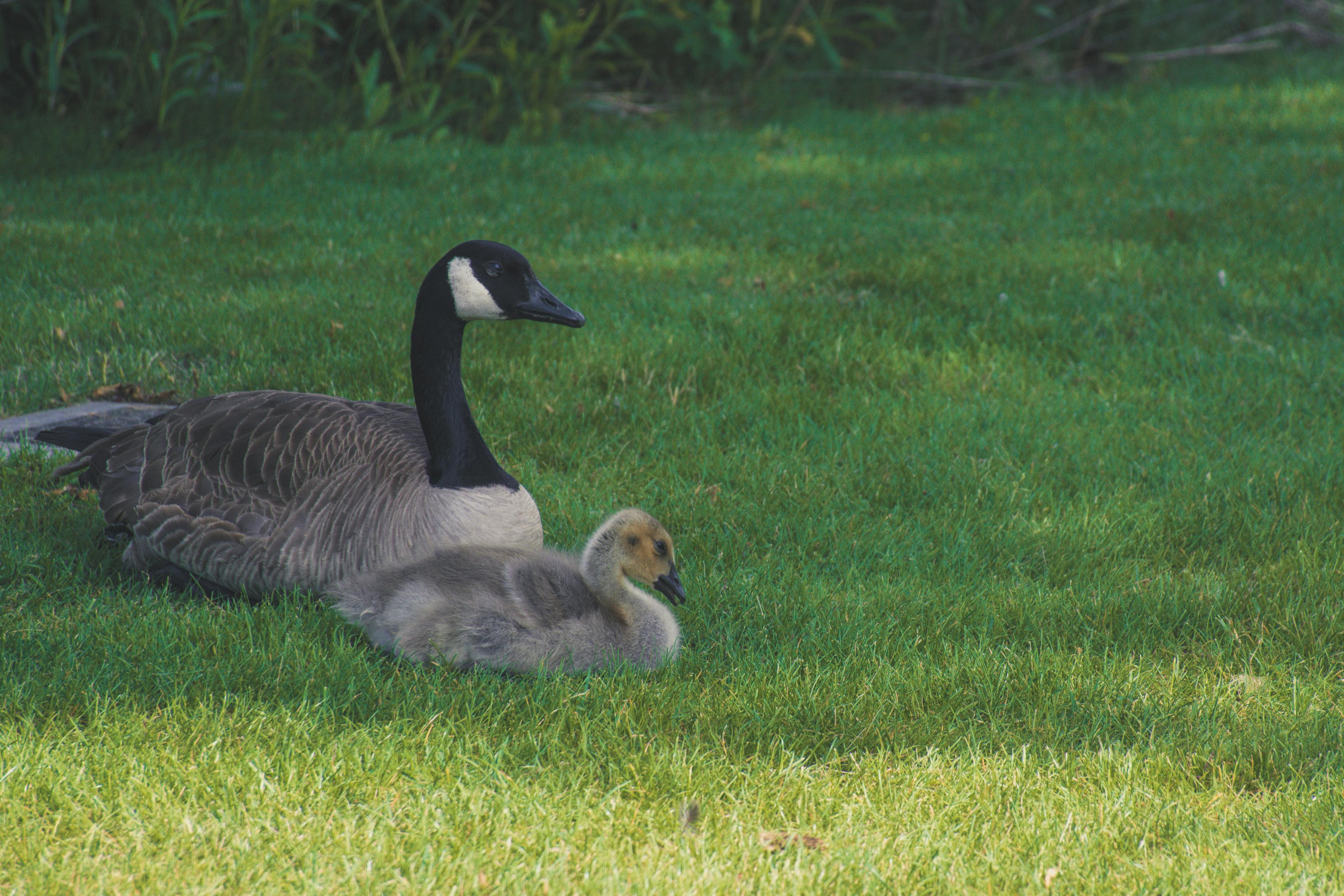 Free stock photo of geese, goslings, grass