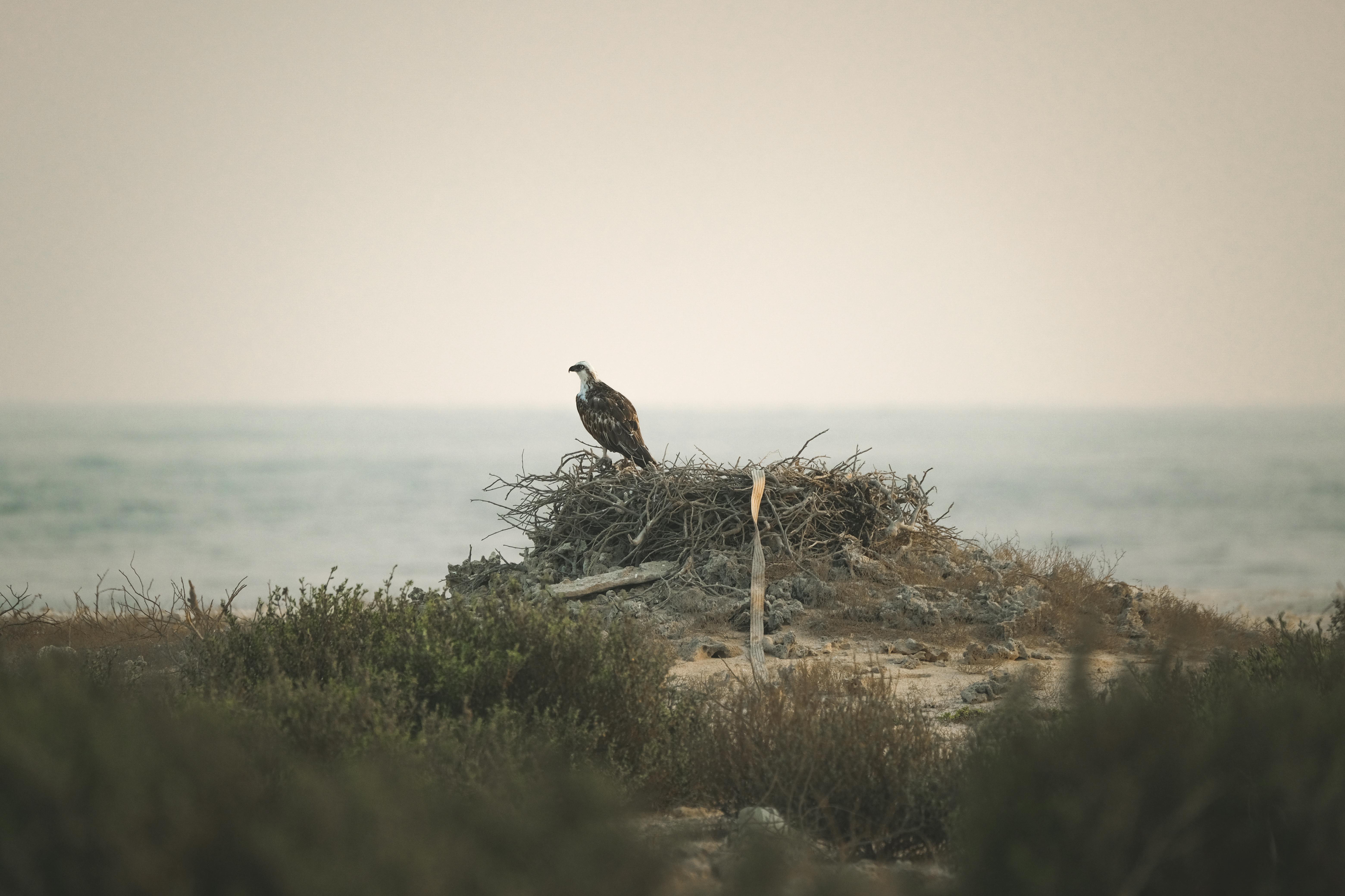 Bird in Nest on Sea Shore · Free Stock Photo