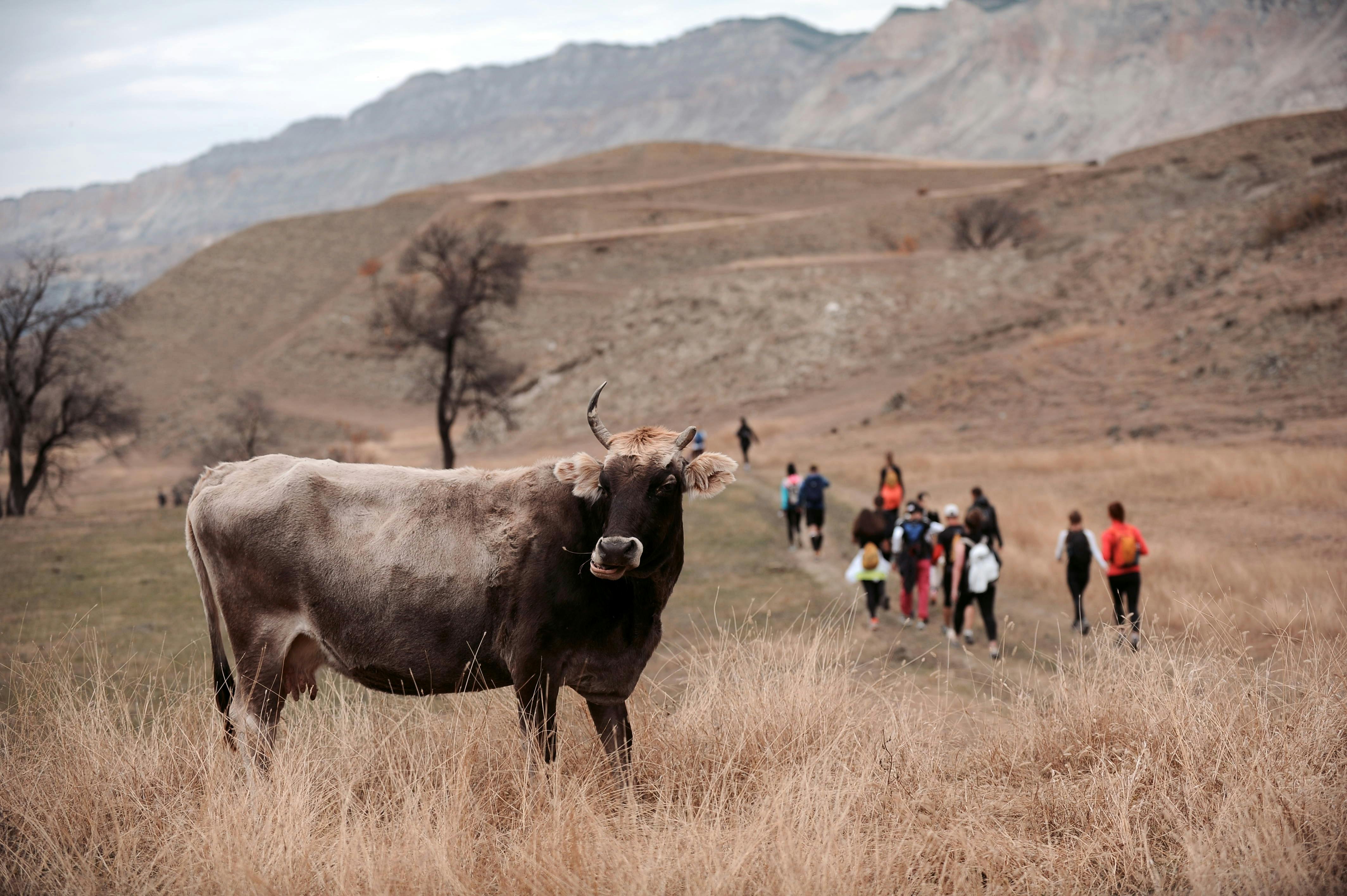 Woman Walking on a Meadow · Free Stock Photo
